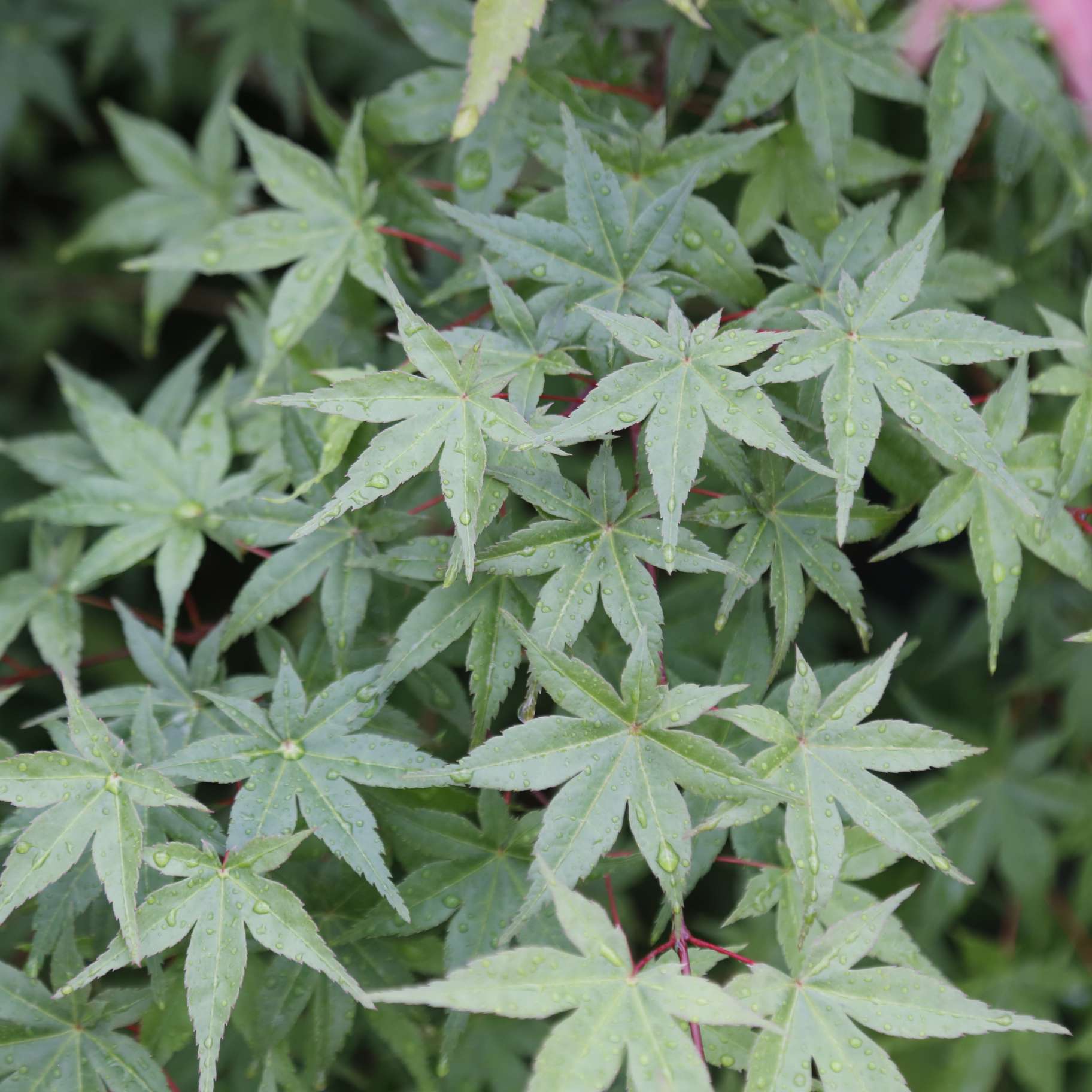 Acer palmatum 'Otome zakura' (Japanese Maple) - CHINESE EXPORTER