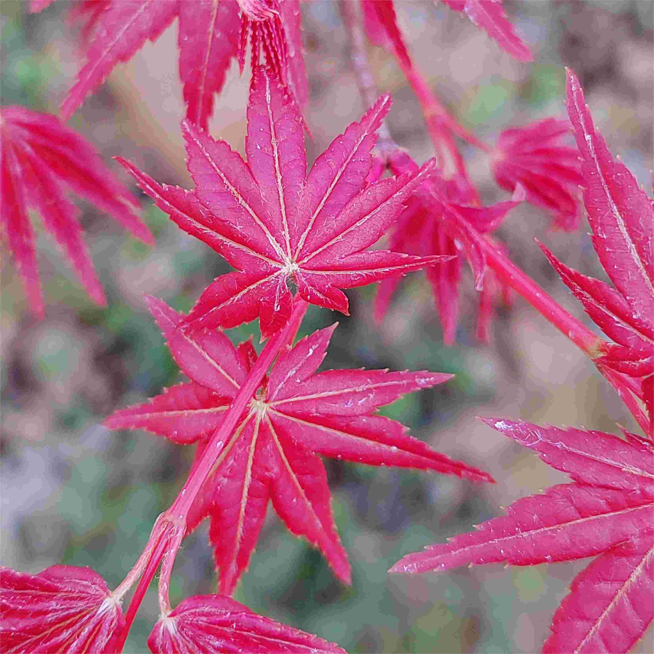Acer palmatum 'Otome zakura' (Japanese Maple) - CHINESE EXPORTER