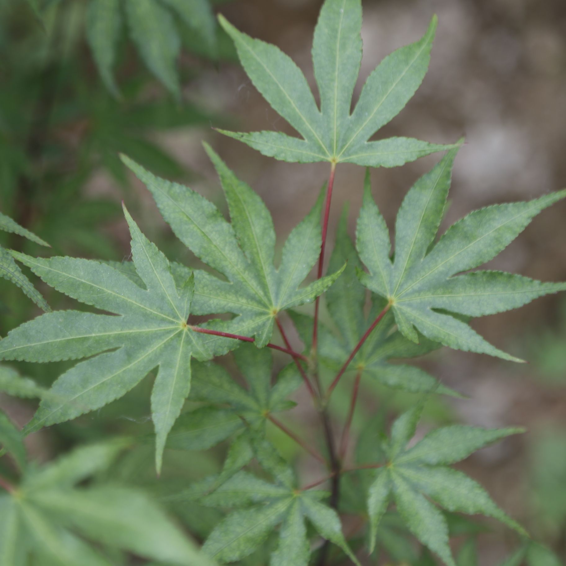 Acer palmatum 'Sawa chidori'(Japanese Maple) - CHINESE EXPORTER