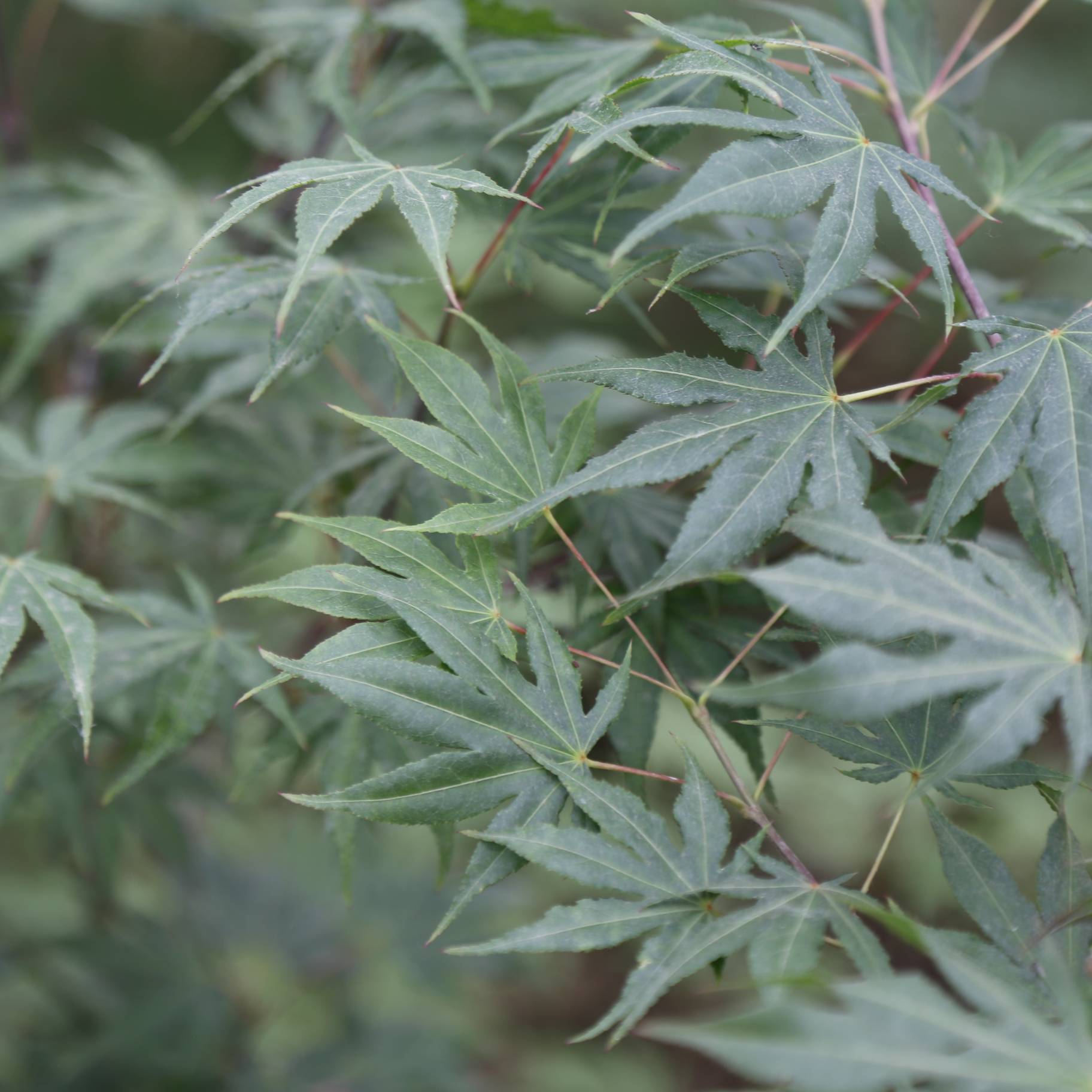 Acer palmatum 'Sawa chidori'(Japanese Maple) - CHINESE EXPORTER
