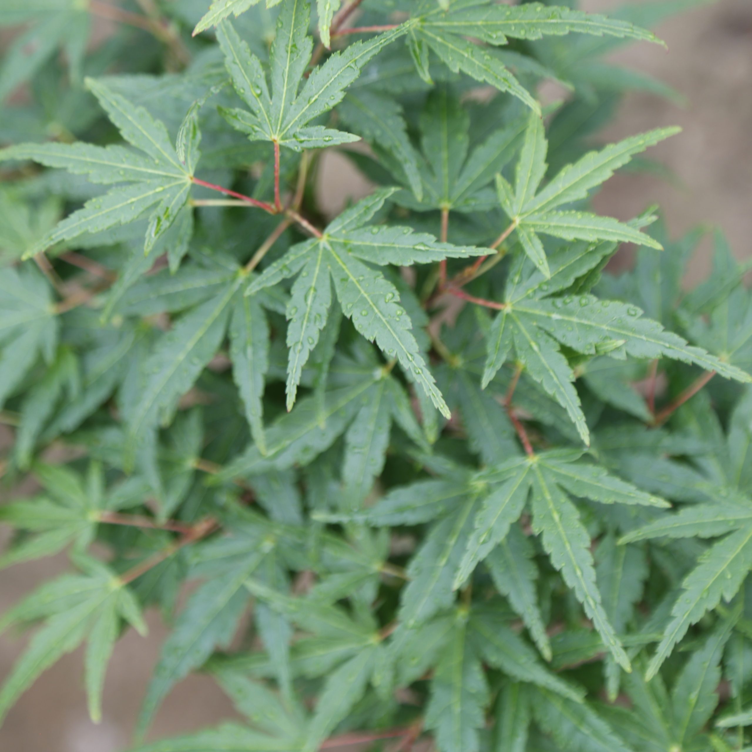 Acer palmatum 'Seiun kaku' - CHINESE EXPORTER