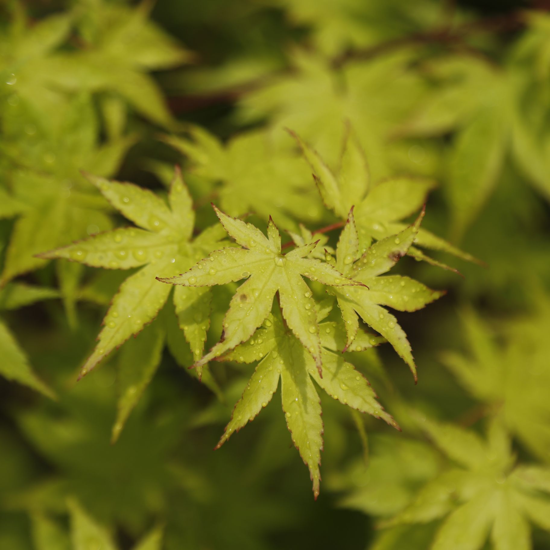 Acer palmatum 'Summer Gold'(Japanese Maple) - CHINESE EXPORTER
