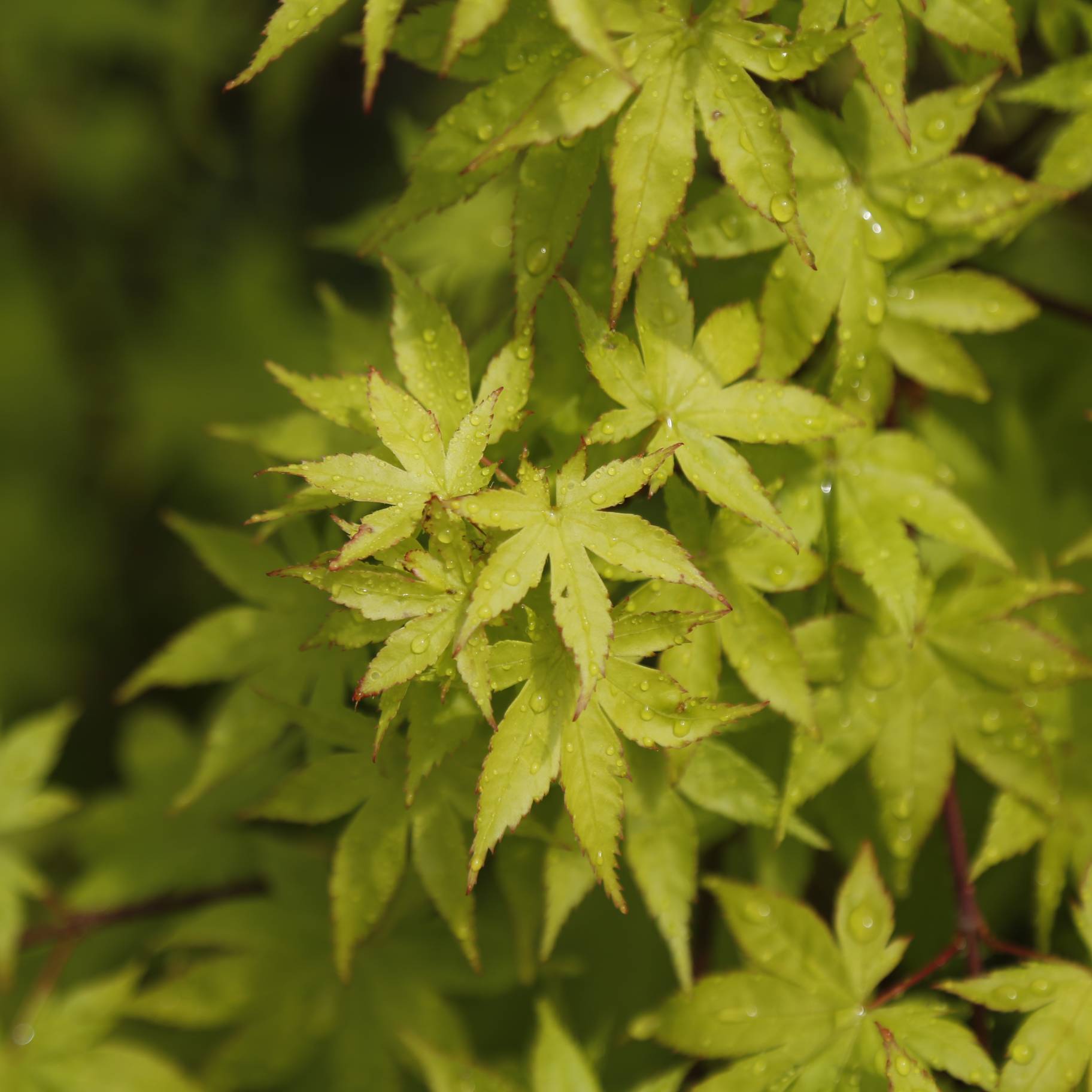 Acer palmatum 'Summer Gold'(Japanese Maple) - CHINESE EXPORTER