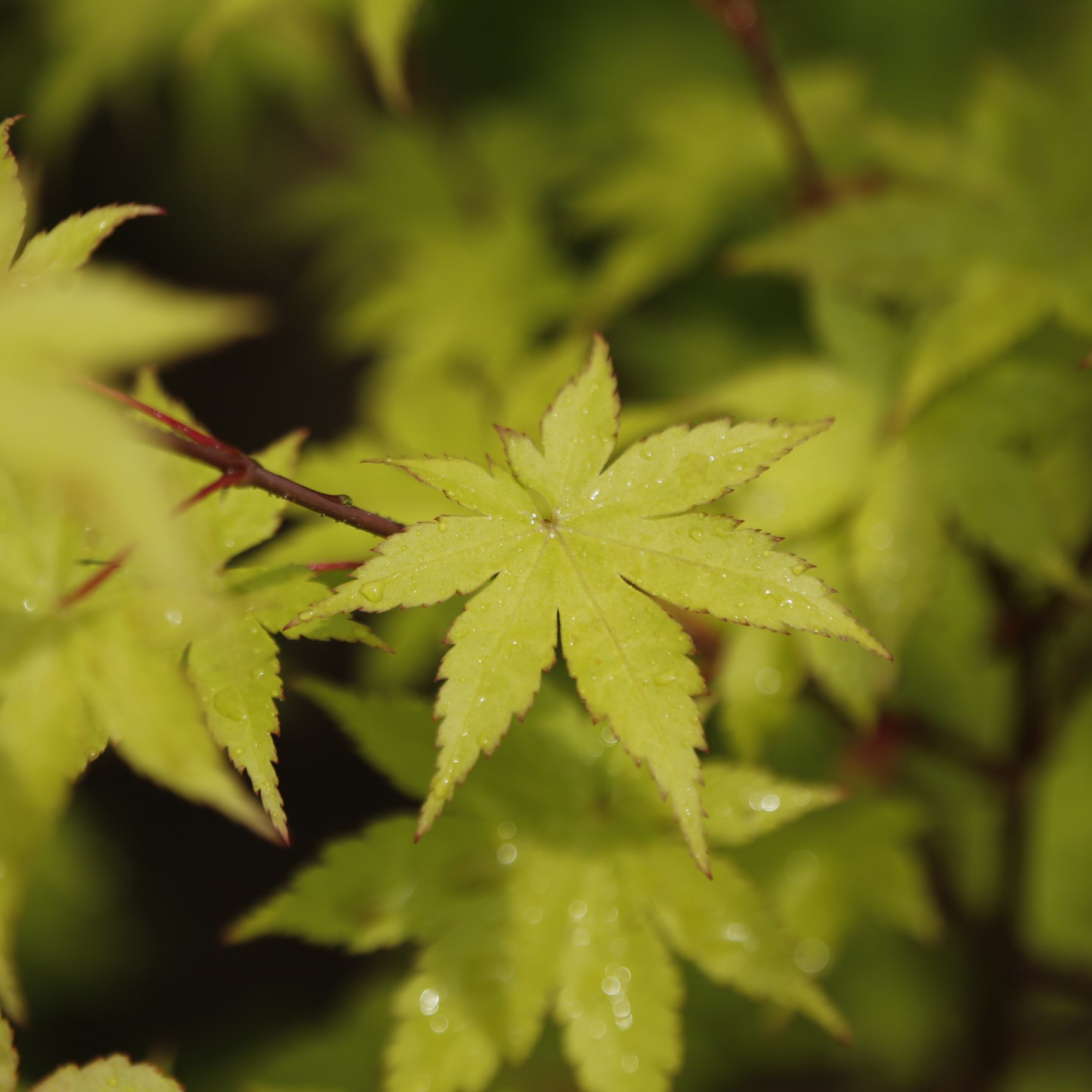 Acer palmatum 'Summer Gold'(Japanese Maple) - CHINESE EXPORTER