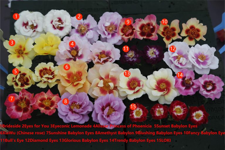 Rose Bull's Eye - CHINESE EXPORTER