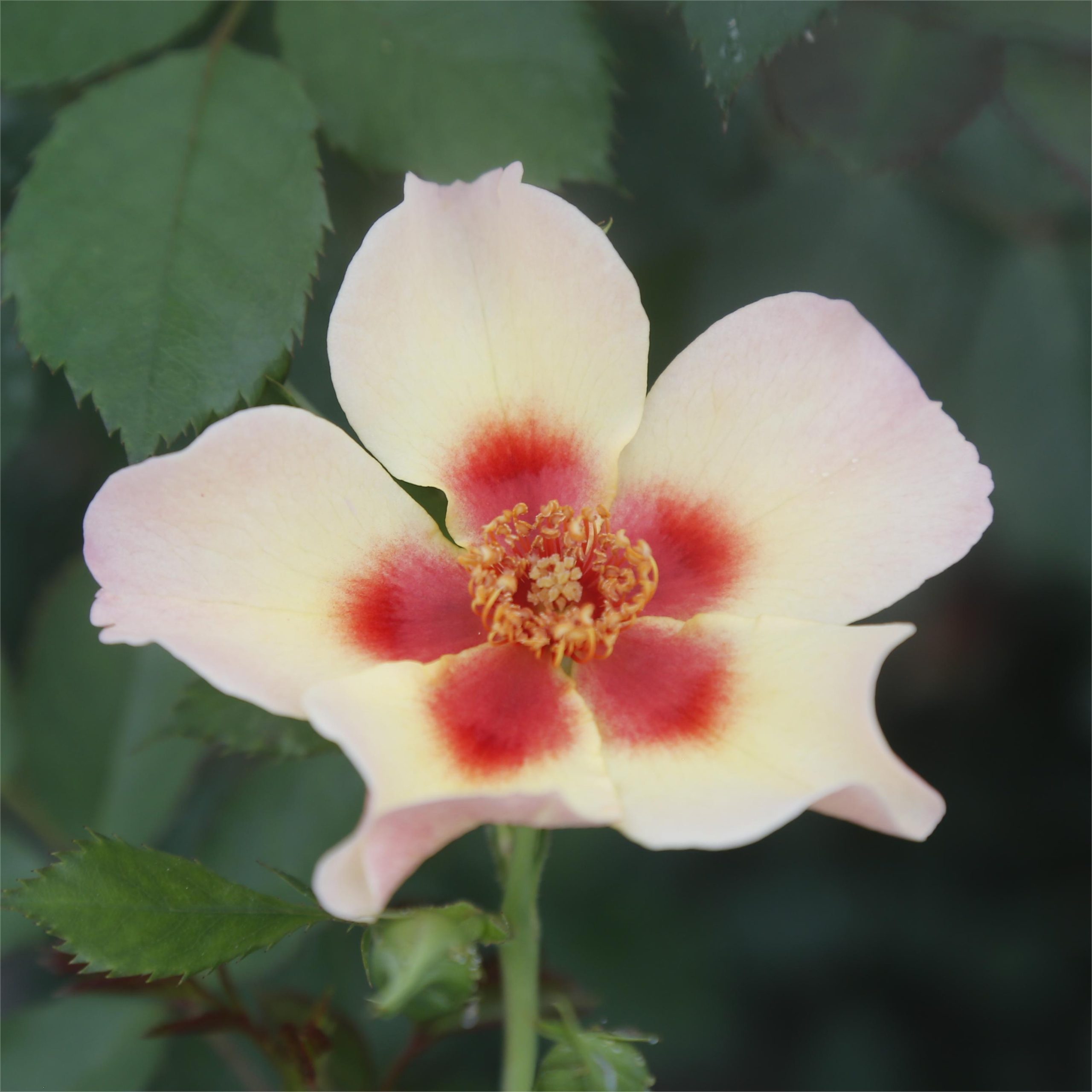 Rose Fancy Babylon Eyes - CHINESE EXPORTER