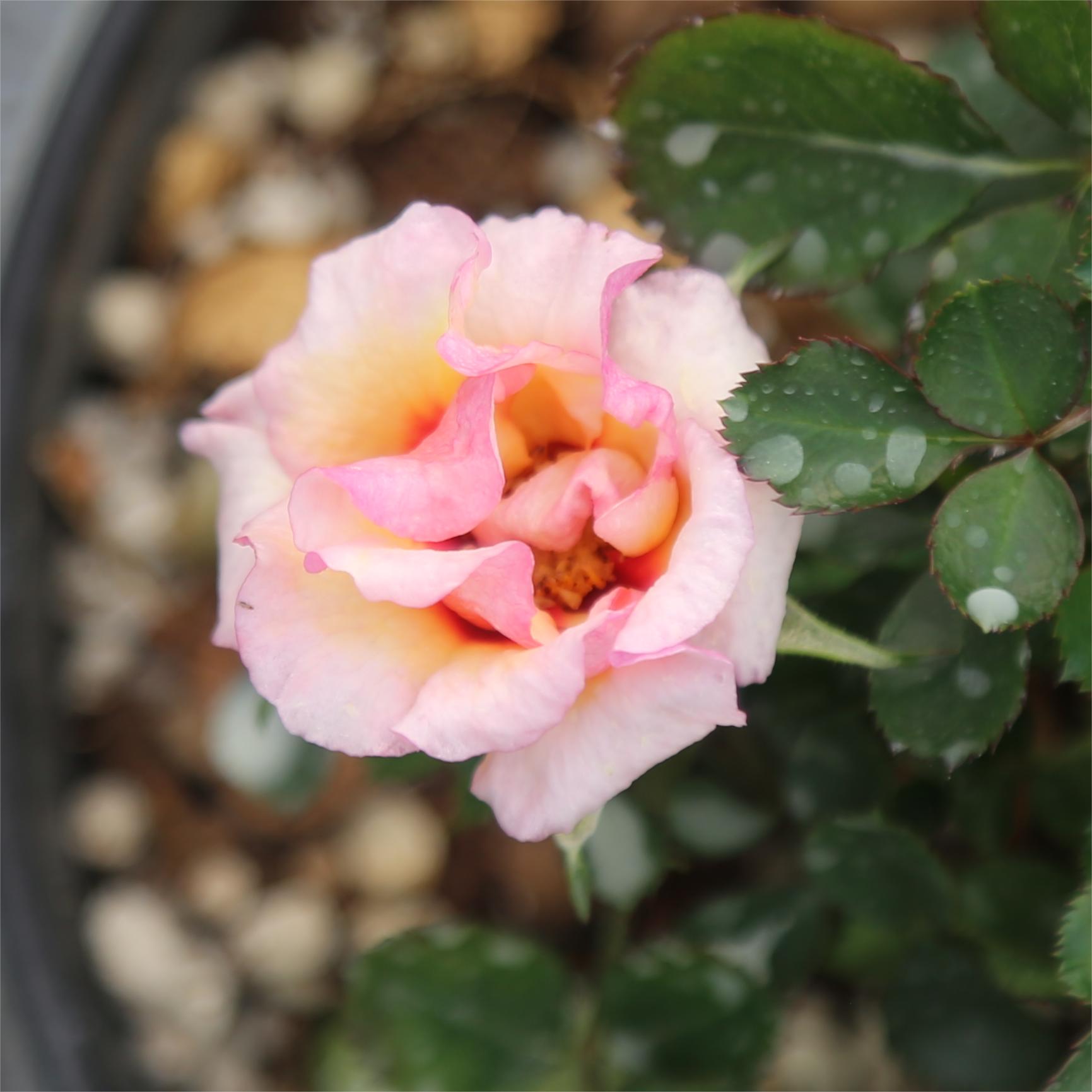 Rose Alissar Princess of Phoenicia - CHINESE EXPORTER