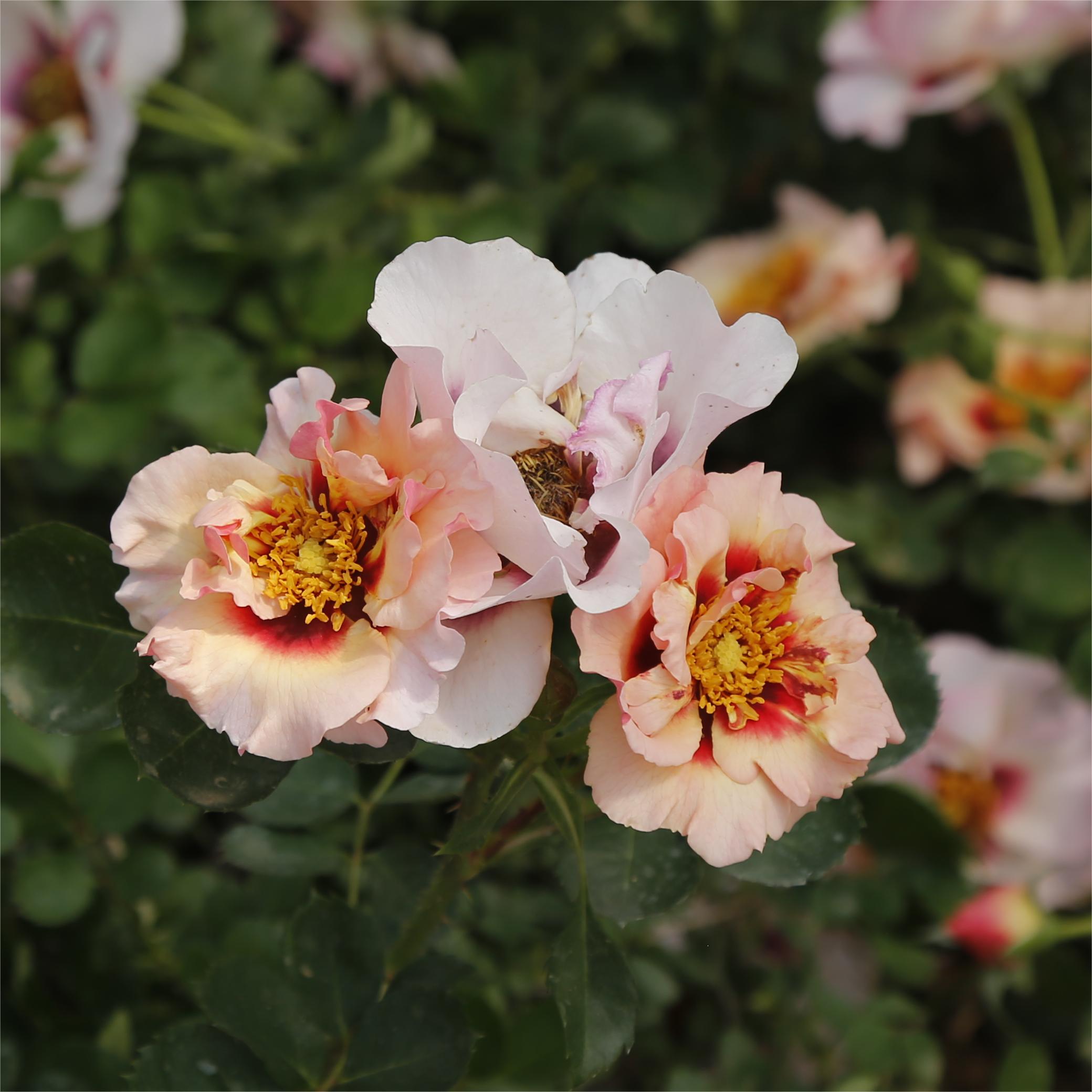 Rose Alissar Princess of Phoenicia - CHINESE EXPORTER