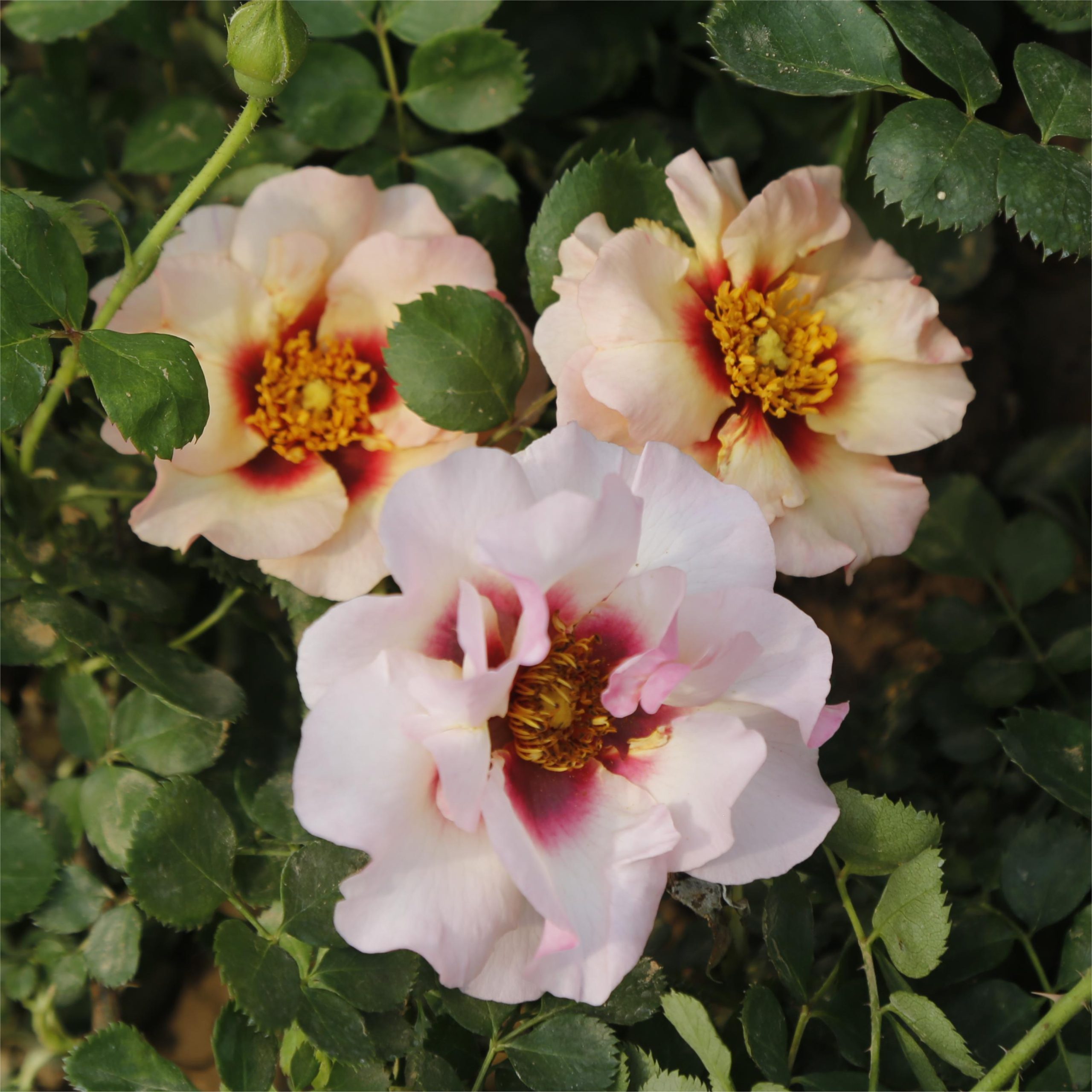 Rose Alissar Princess of Phoenicia - CHINESE EXPORTER