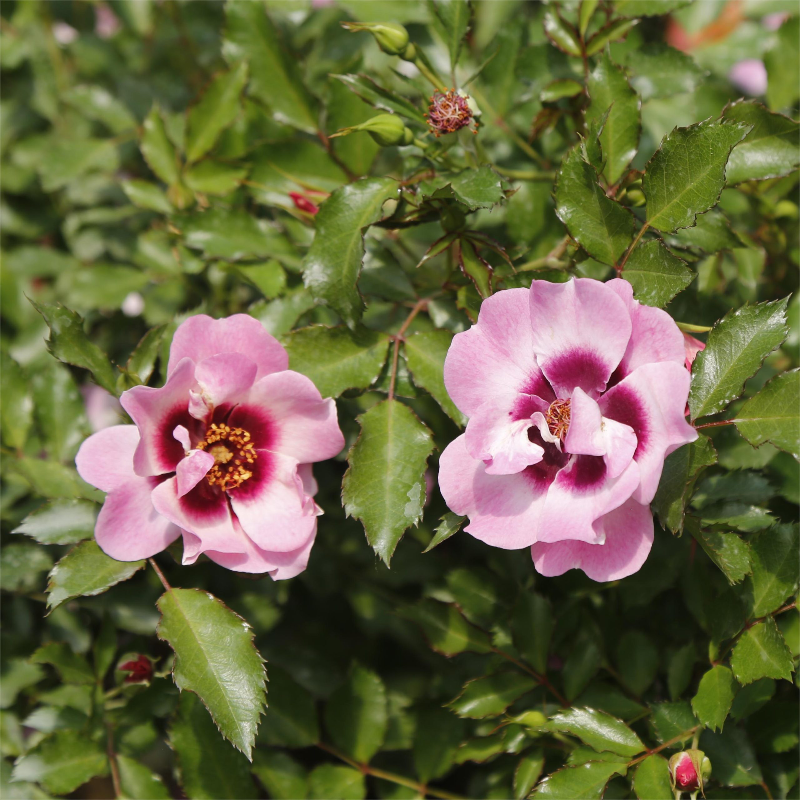 Rose Amethyst Babylon Eyes - CHINESE EXPORTER