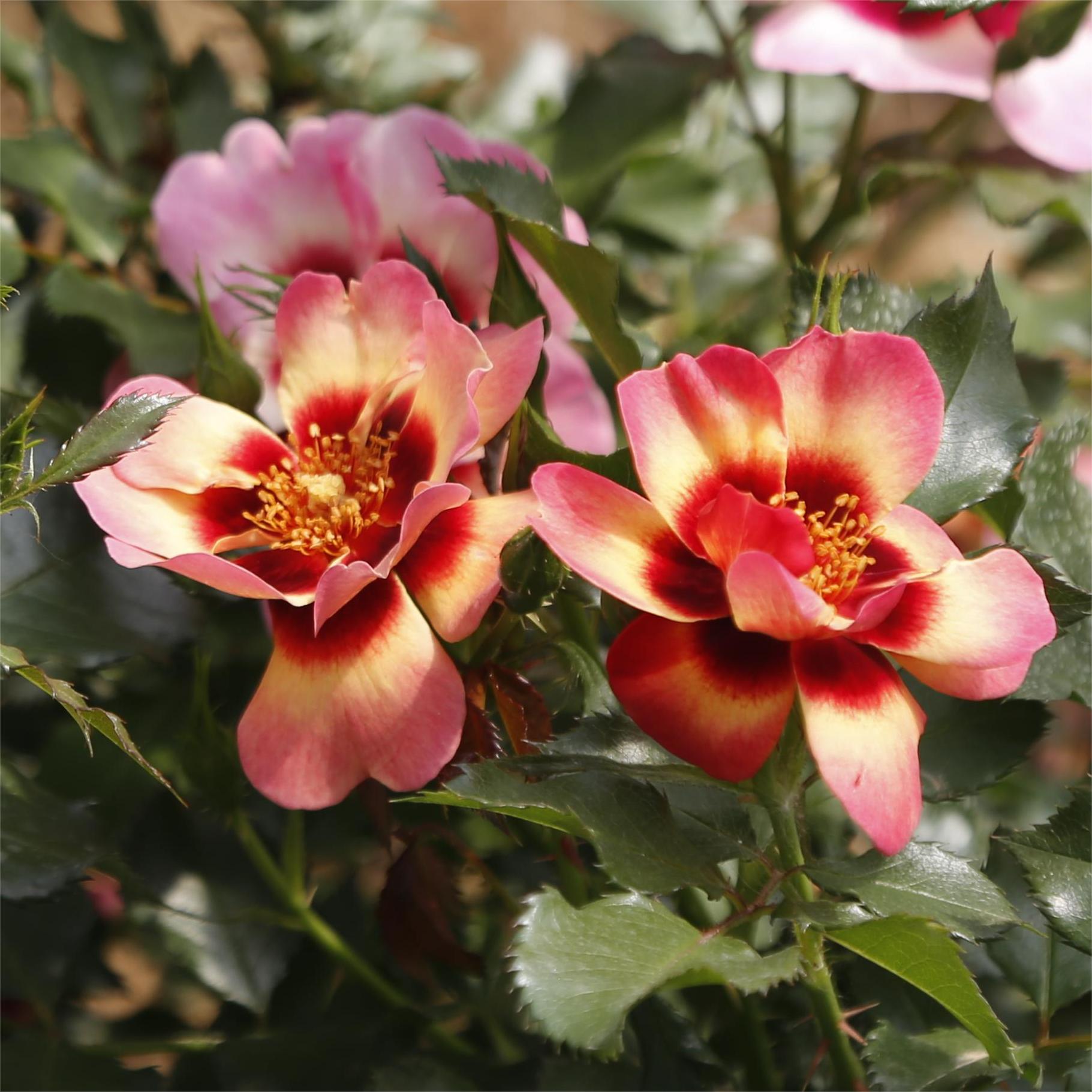 Rose Blushing Babylon Eyes - CHINESE EXPORTER