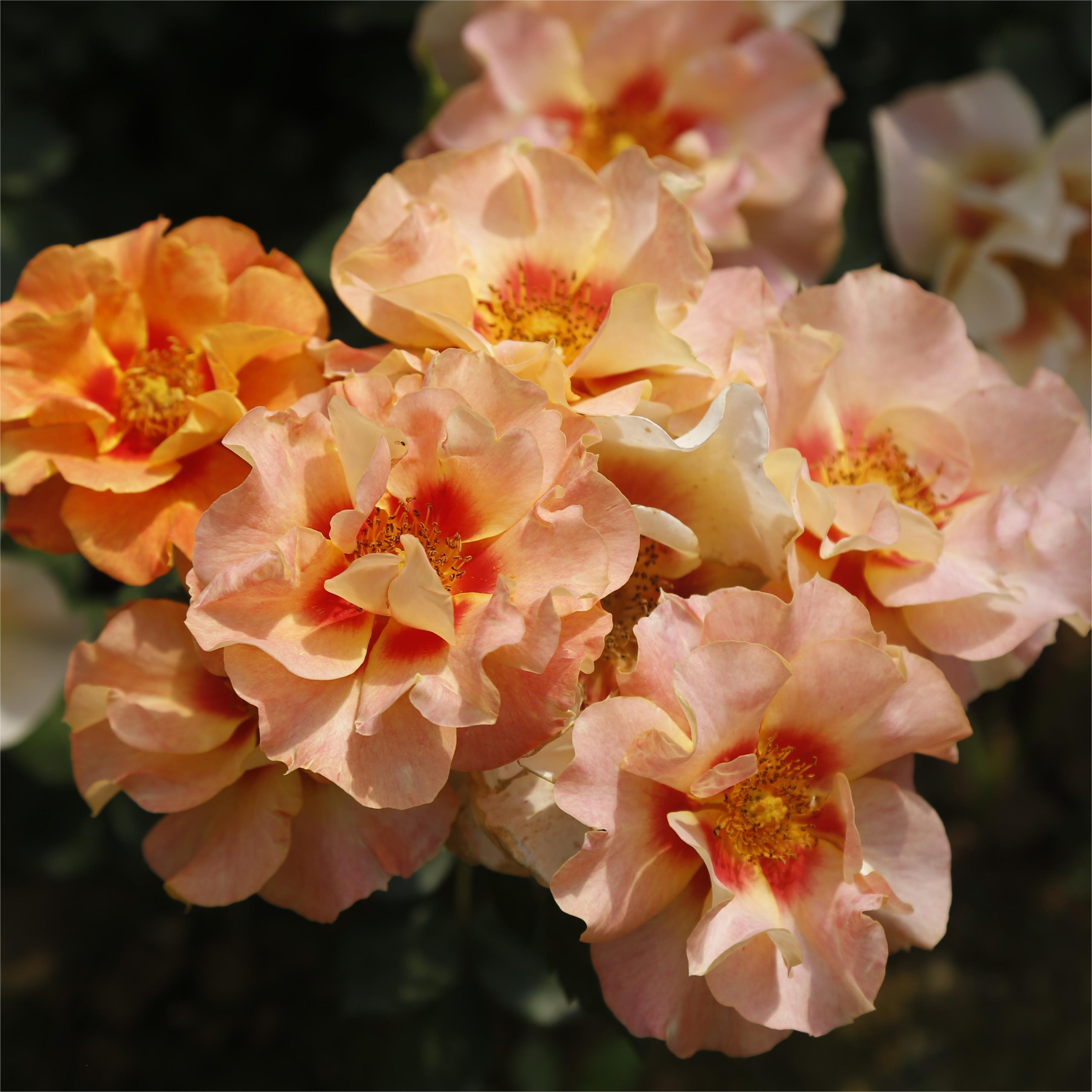 Rose XiaWu（Eyes）(Chinese rose) - CHINESE EXPORTER