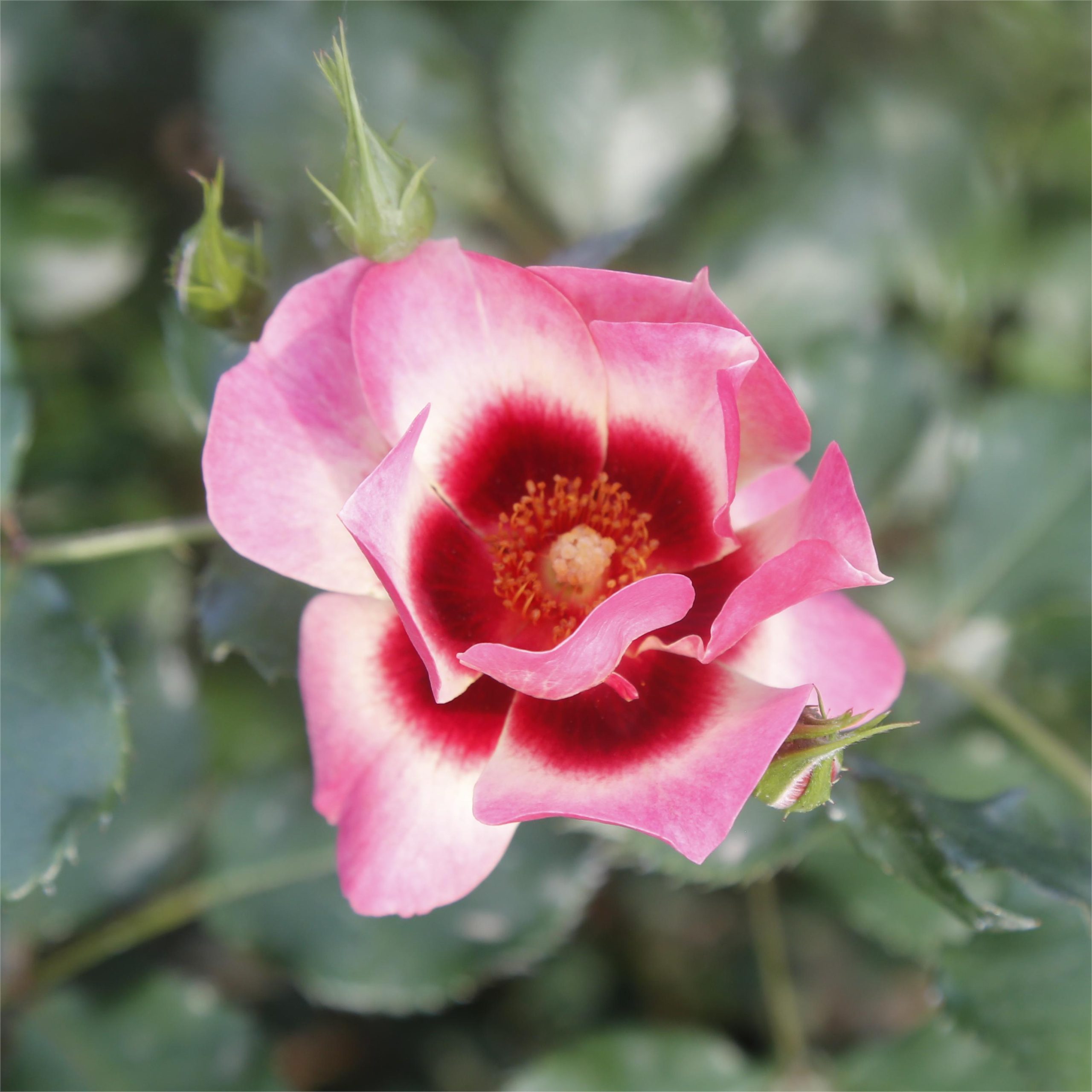Rose Blushing Babylon Eyes - CHINESE EXPORTER