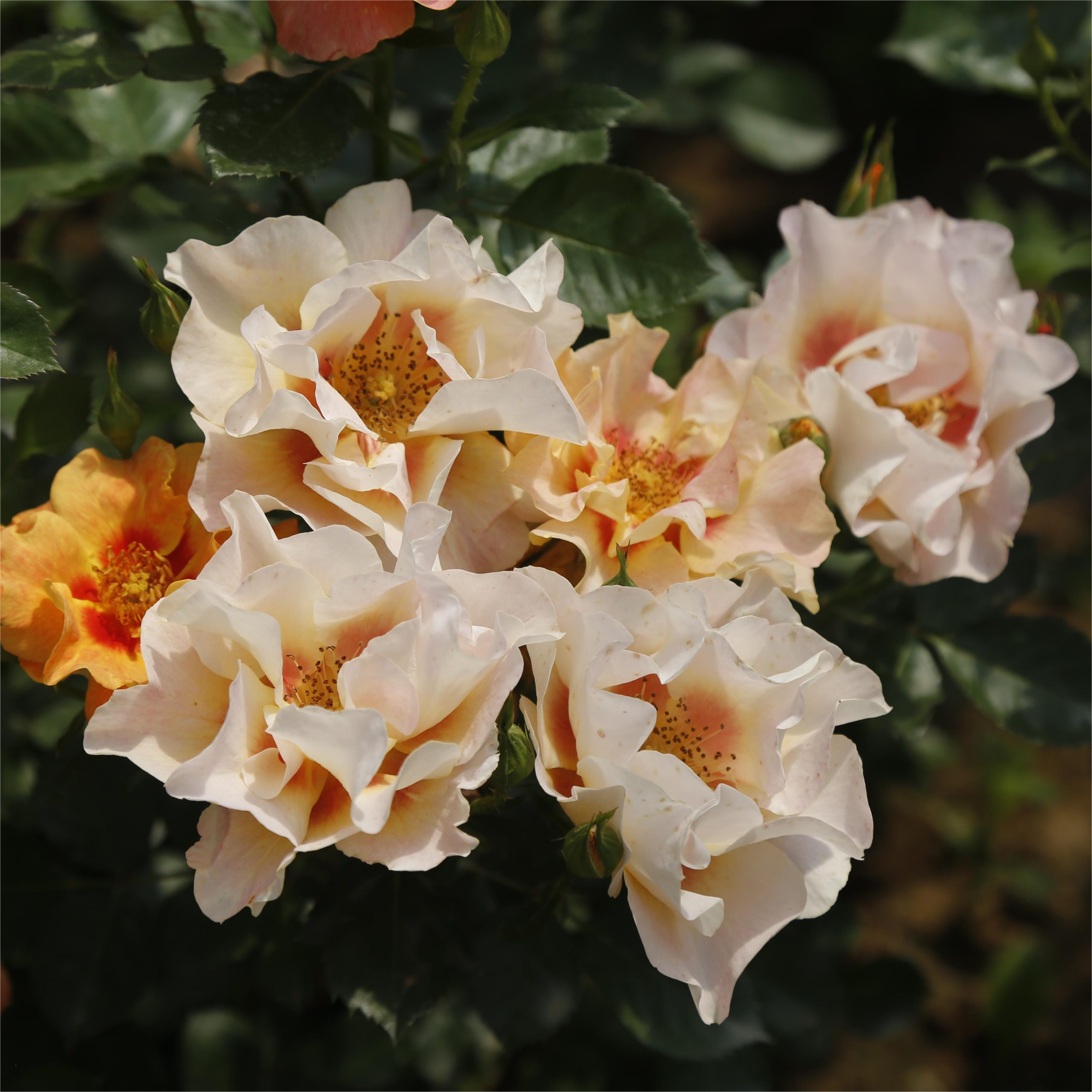 Rose XiaWu（Eyes）(Chinese rose) - CHINESE EXPORTER