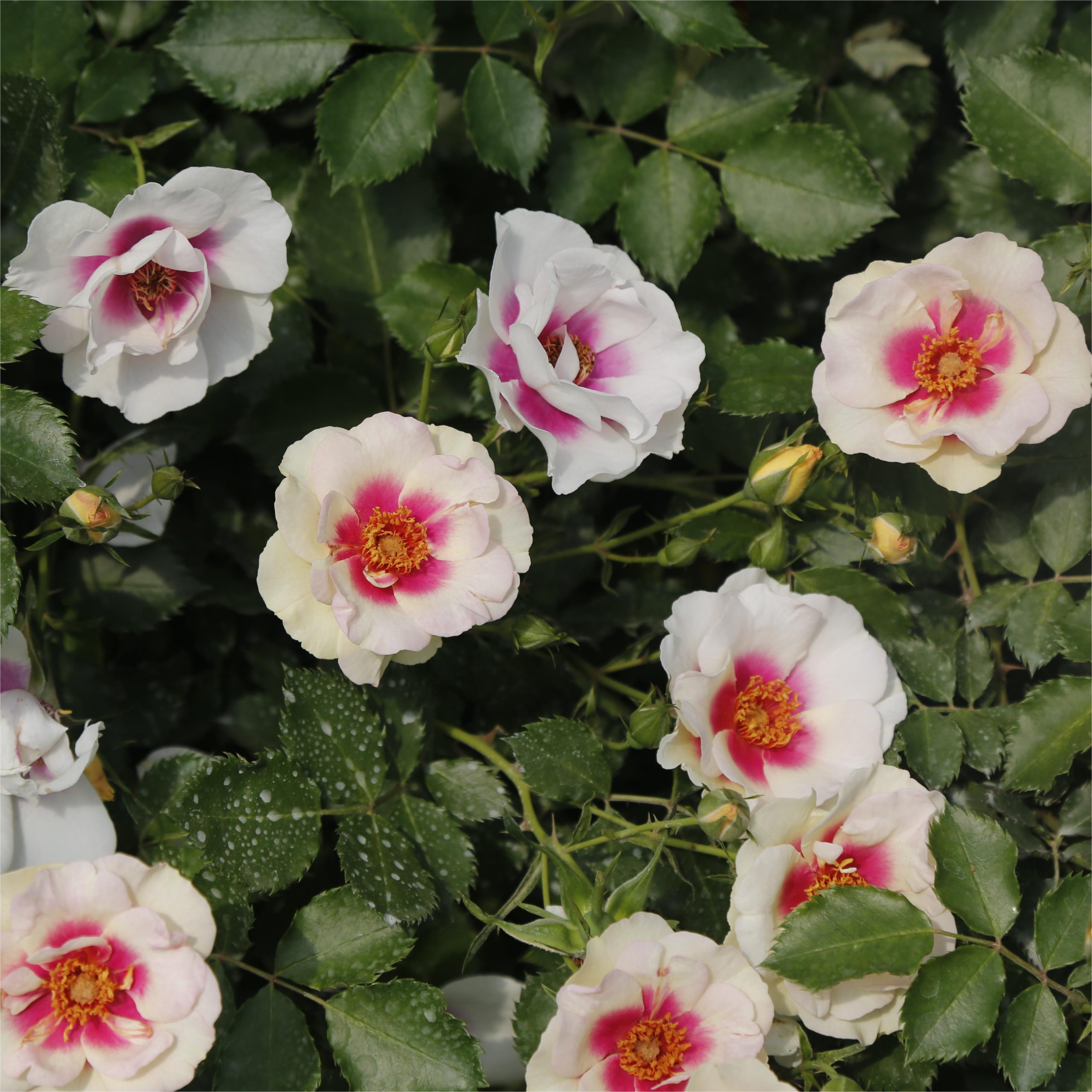 Rose Bull's Eye - CHINESE EXPORTER