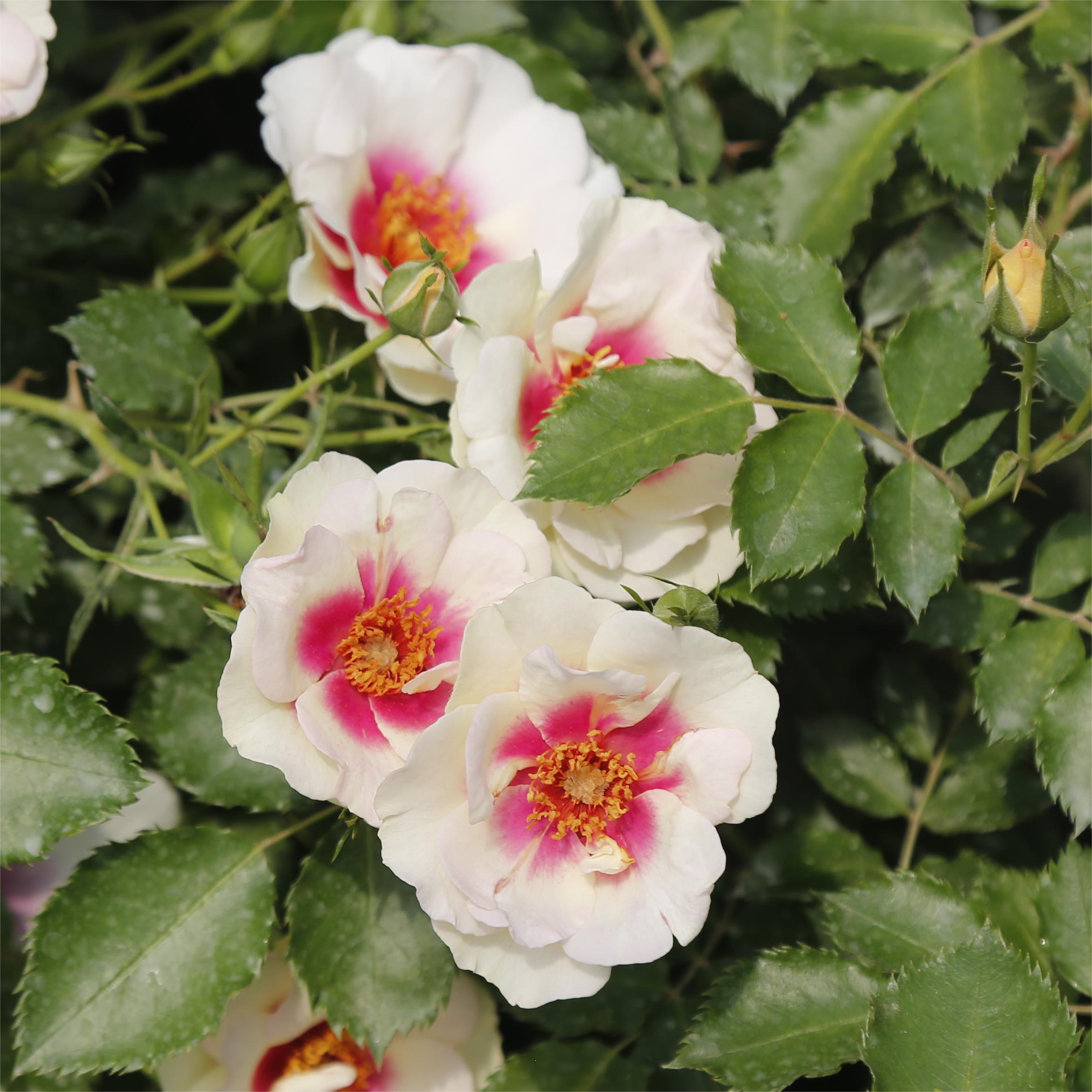 Rose Bull's Eye - CHINESE EXPORTER