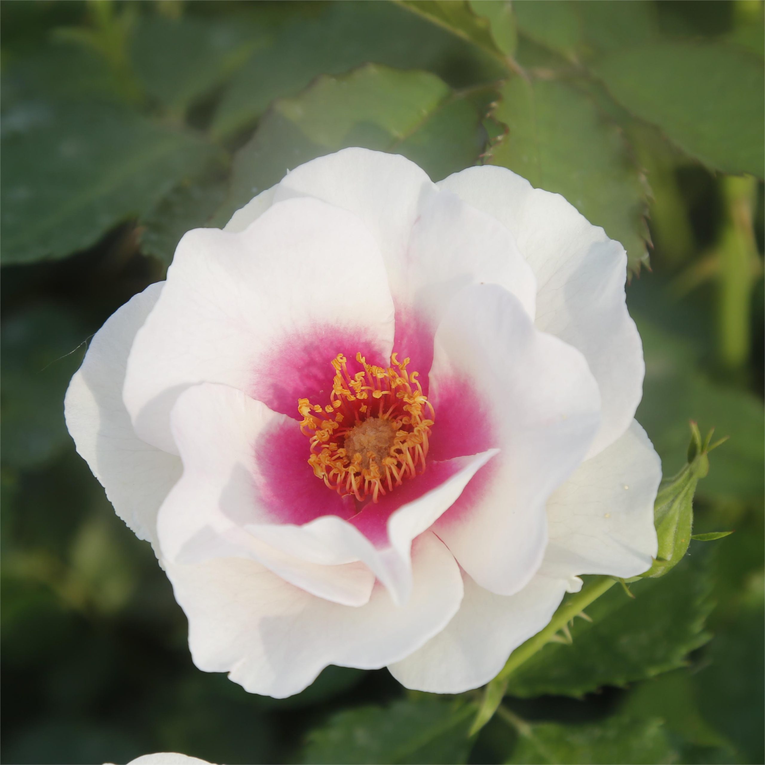 Rose Bull's Eye - CHINESE EXPORTER