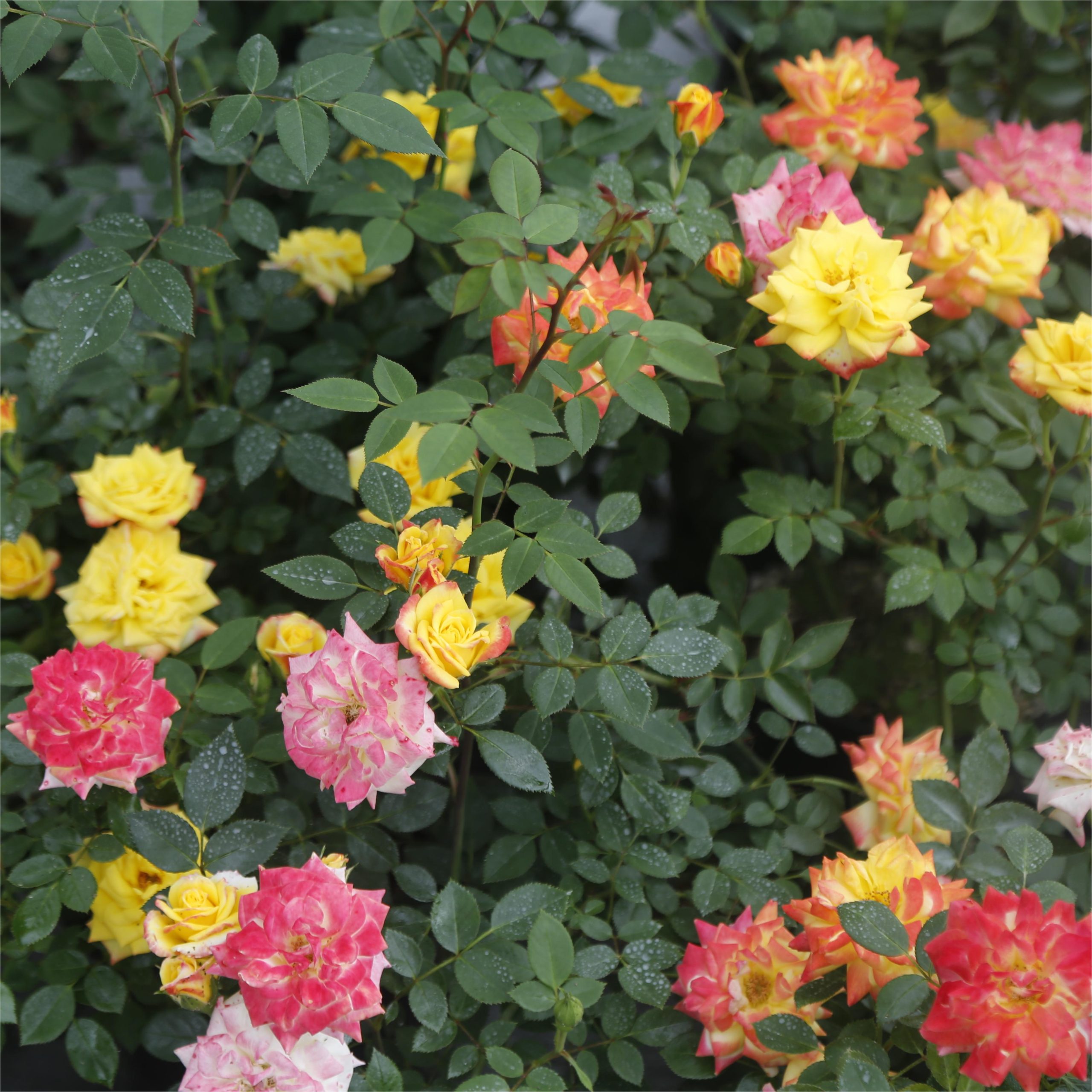 Rose Cl Rainbow's End - CHINESE EXPORTER