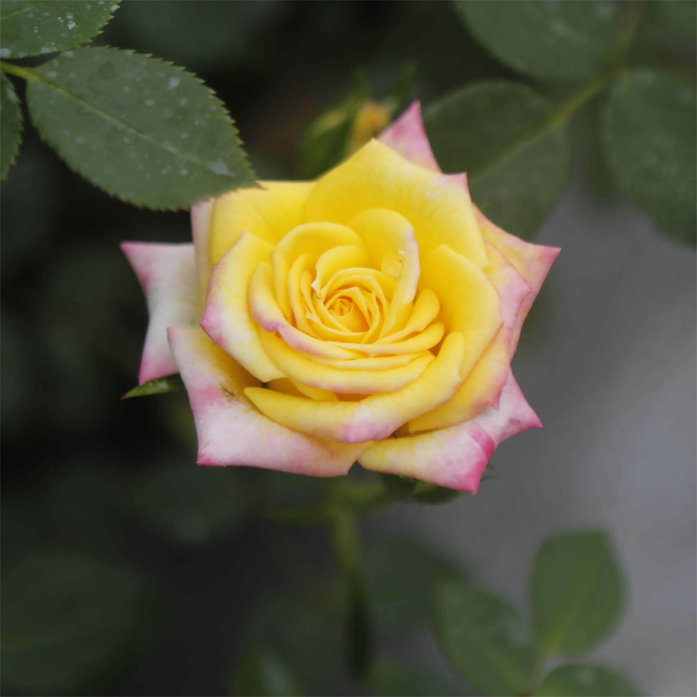 Rose Ines Sastre - CHINESE EXPORTER