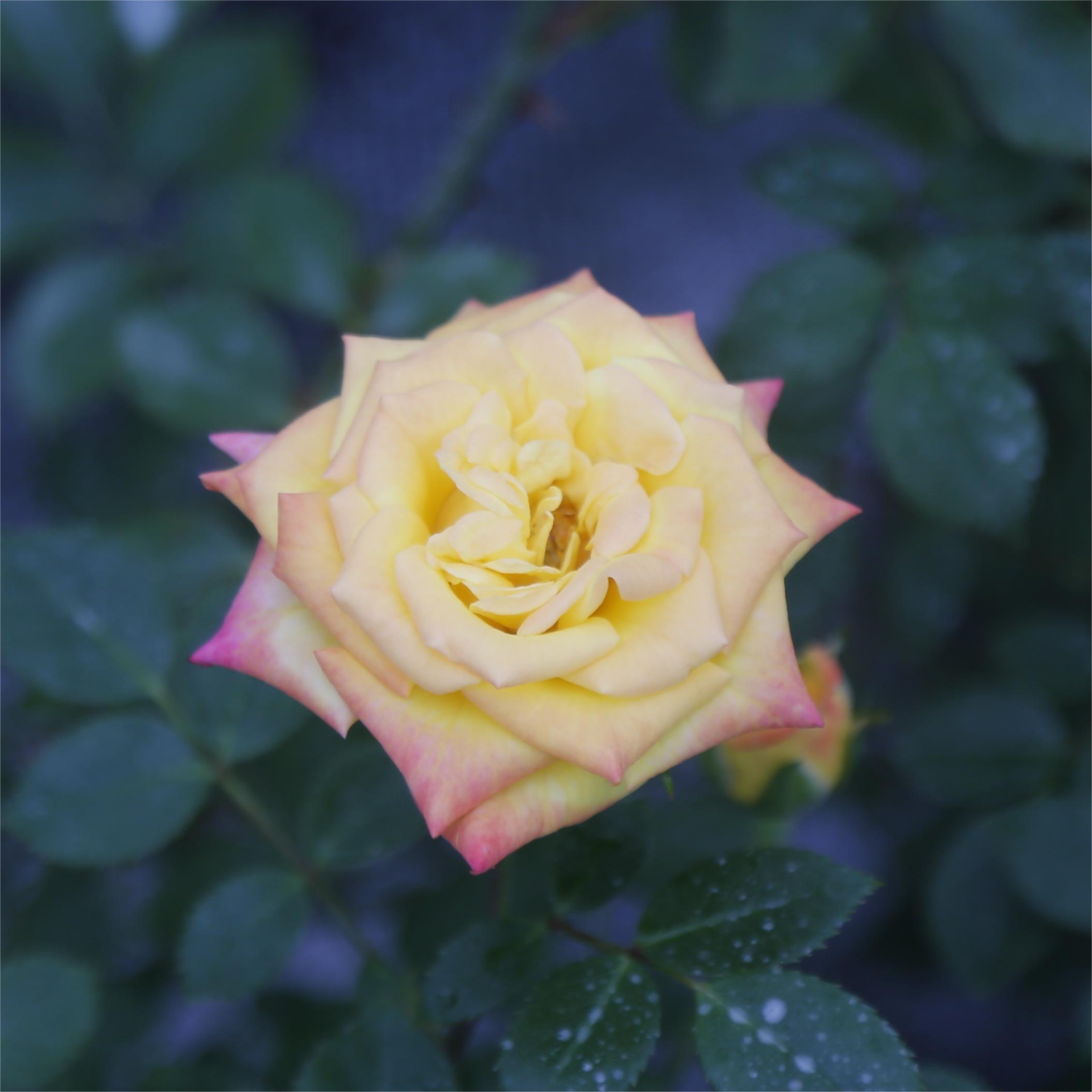 Rose Cl Rainbow's End - CHINESE EXPORTER