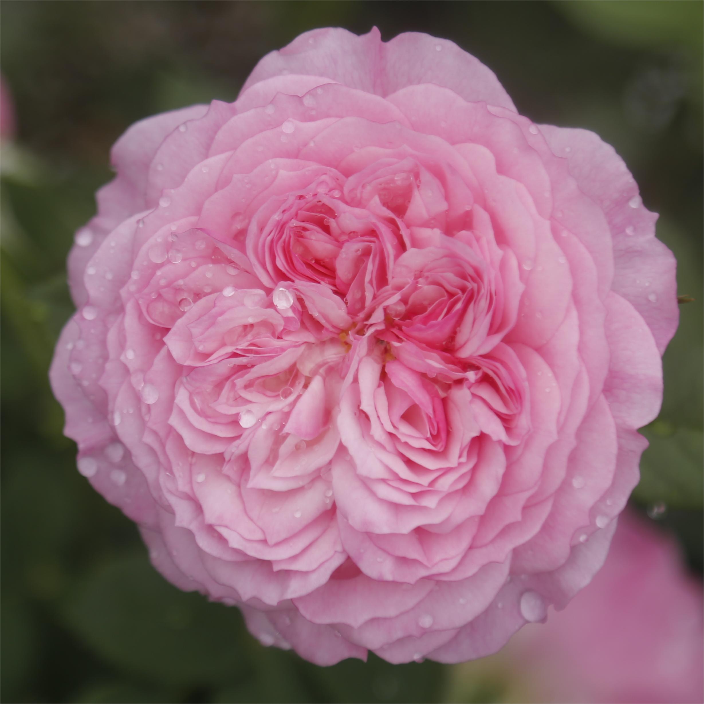 Wholesale Roses In Bulk - Roses For Sale Online - JF Tree