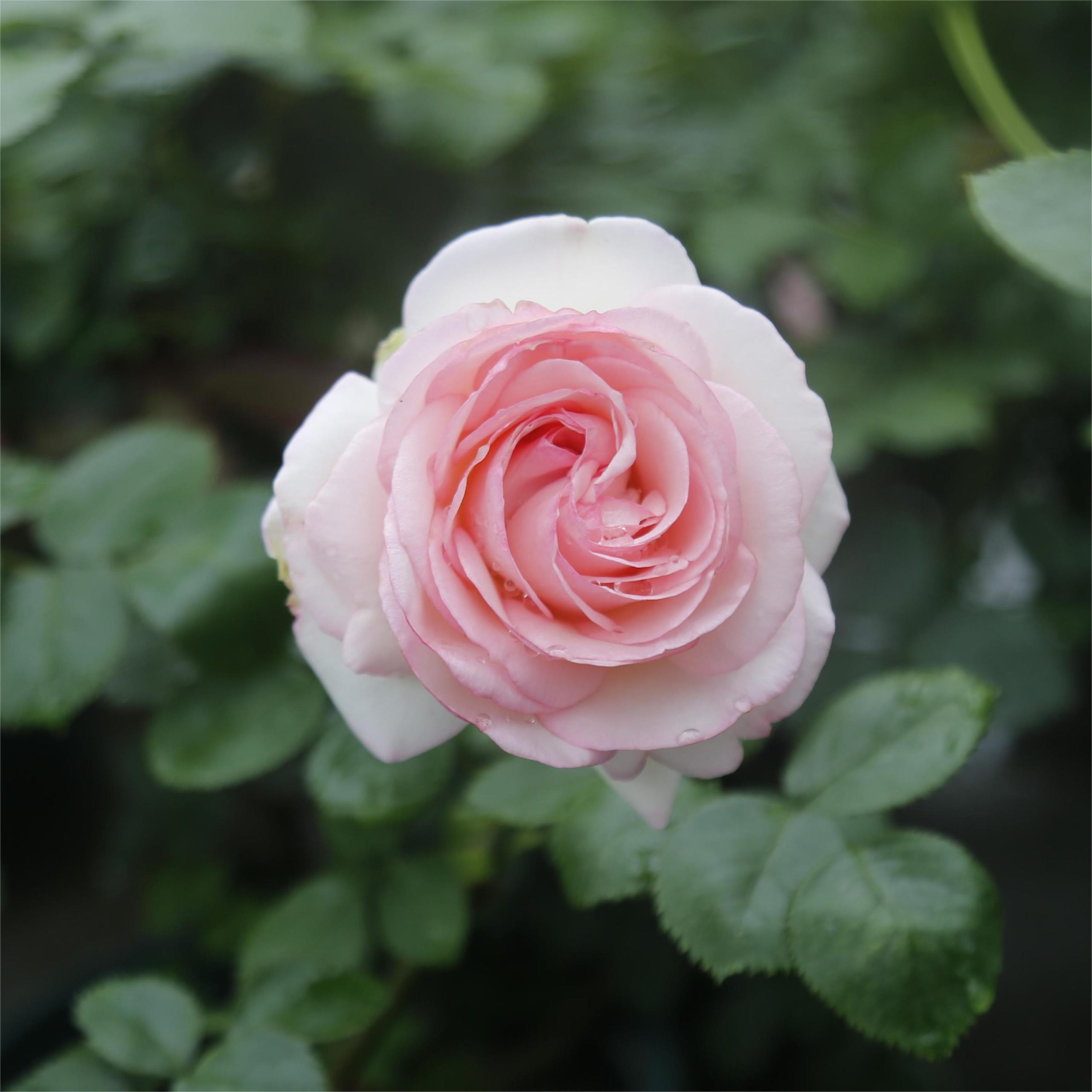 Rose Eden - CHINESE EXPORTER