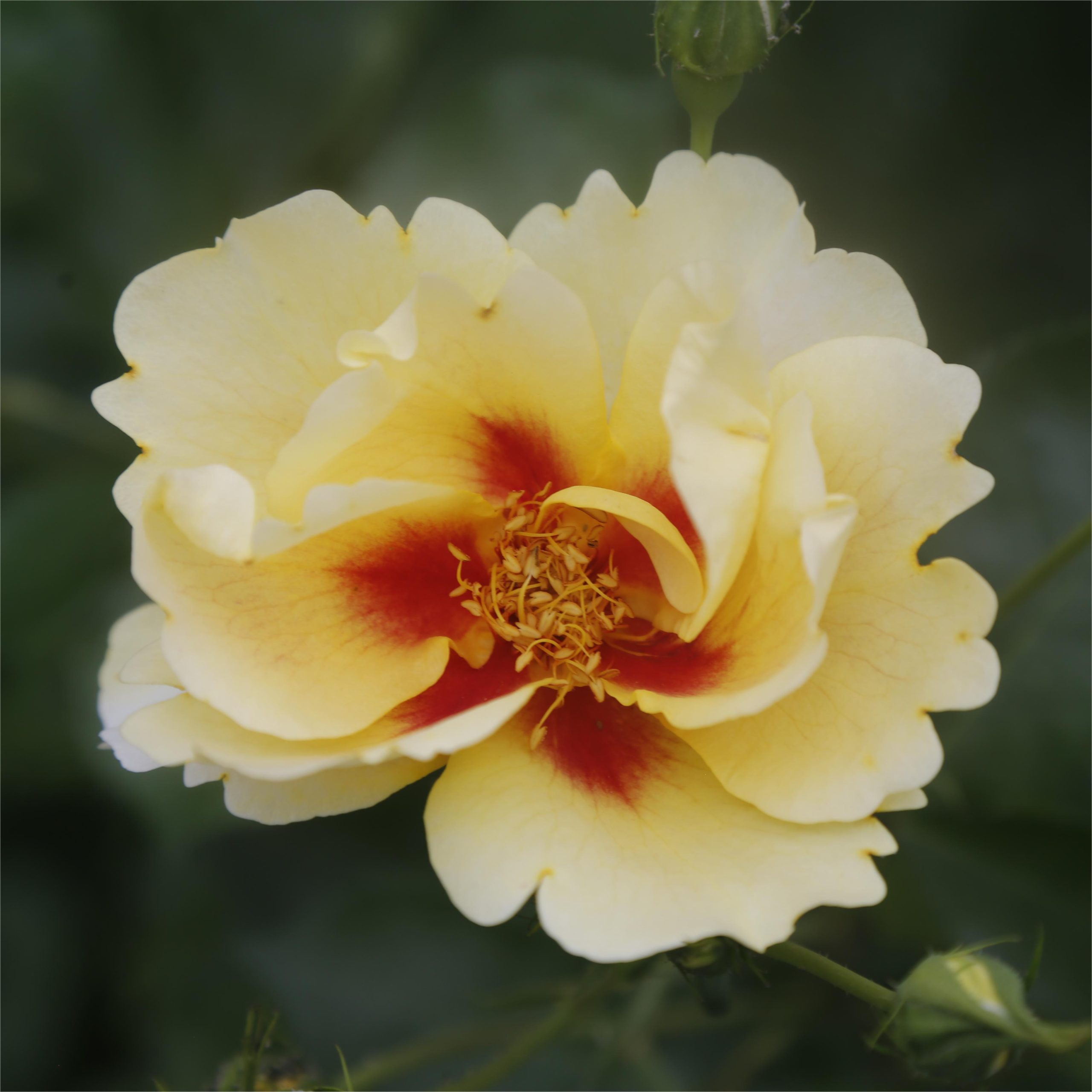 Rose Eyeconic Lemonade - CHINESE EXPORTER