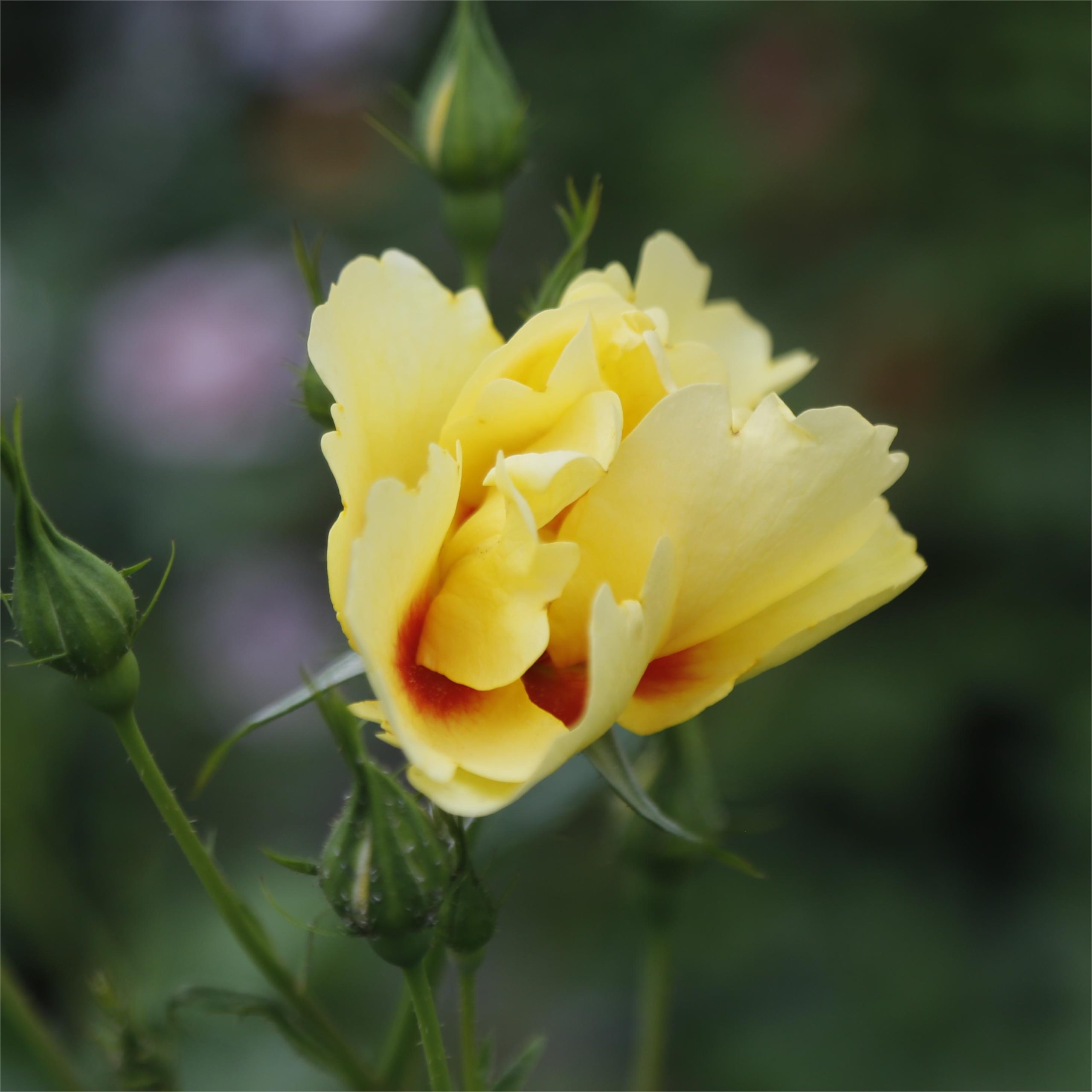 Rose Eyeconic Lemonade - CHINESE EXPORTER