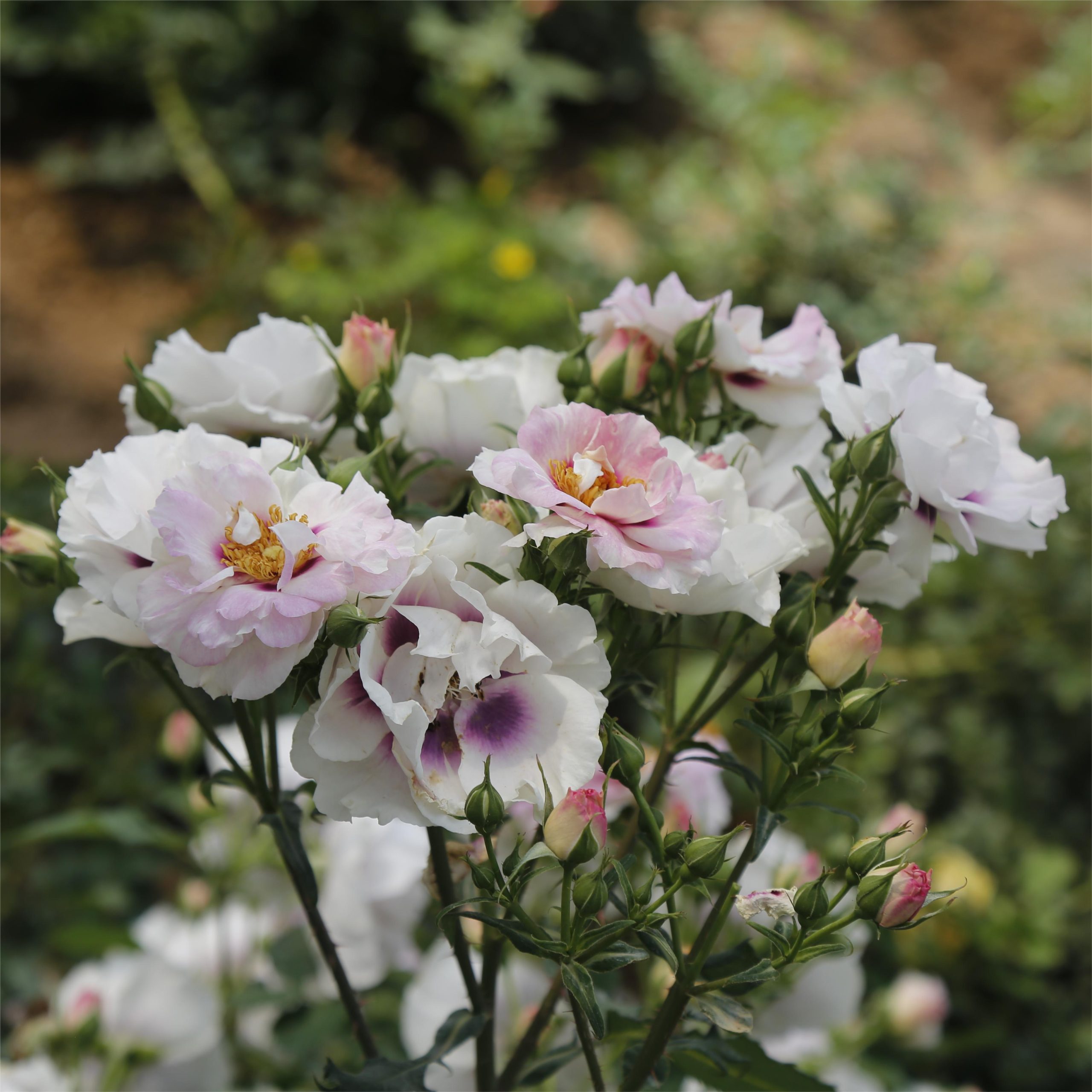 Rose Eyes for You - CHINESE EXPORTER