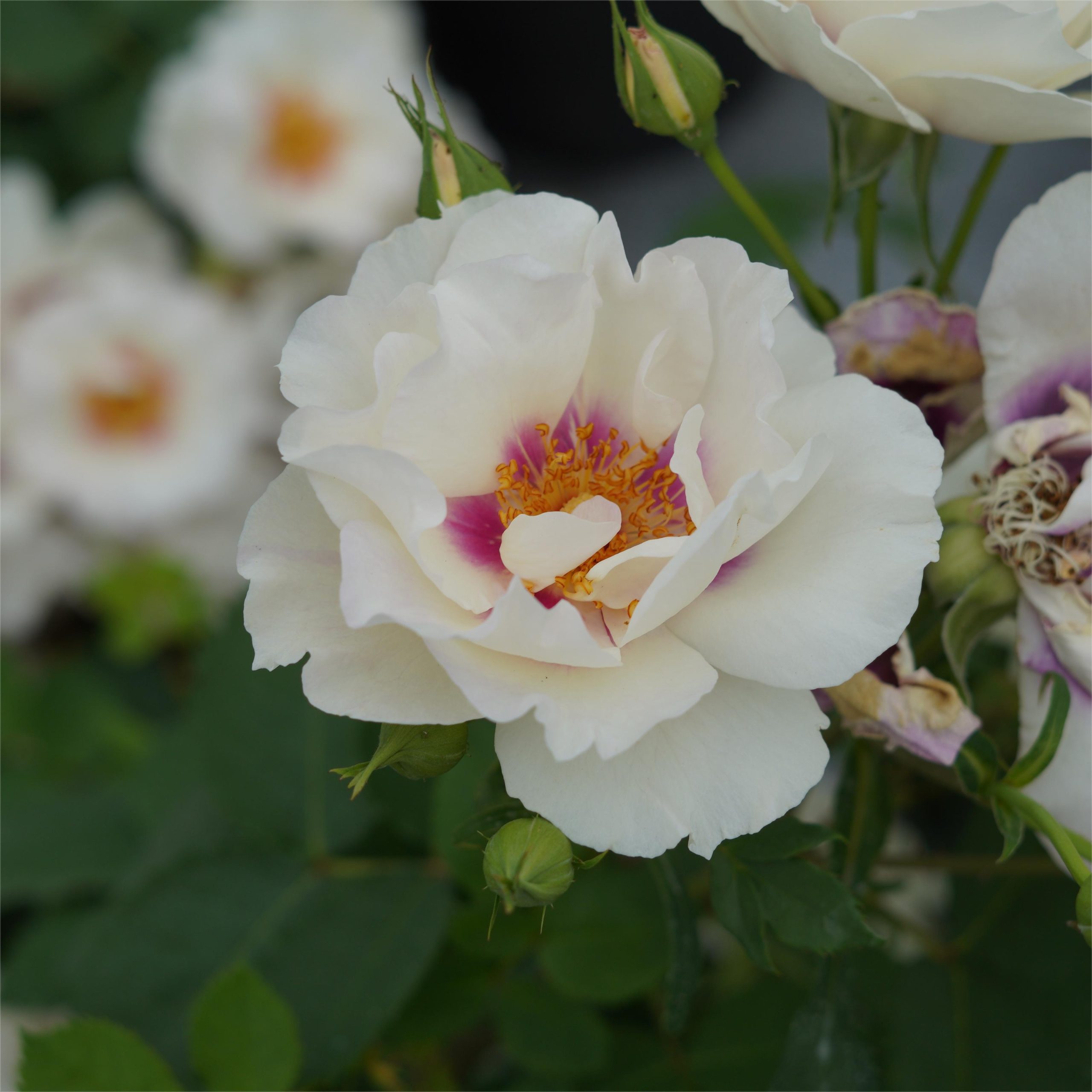 Rose Eyes for You - CHINESE EXPORTER