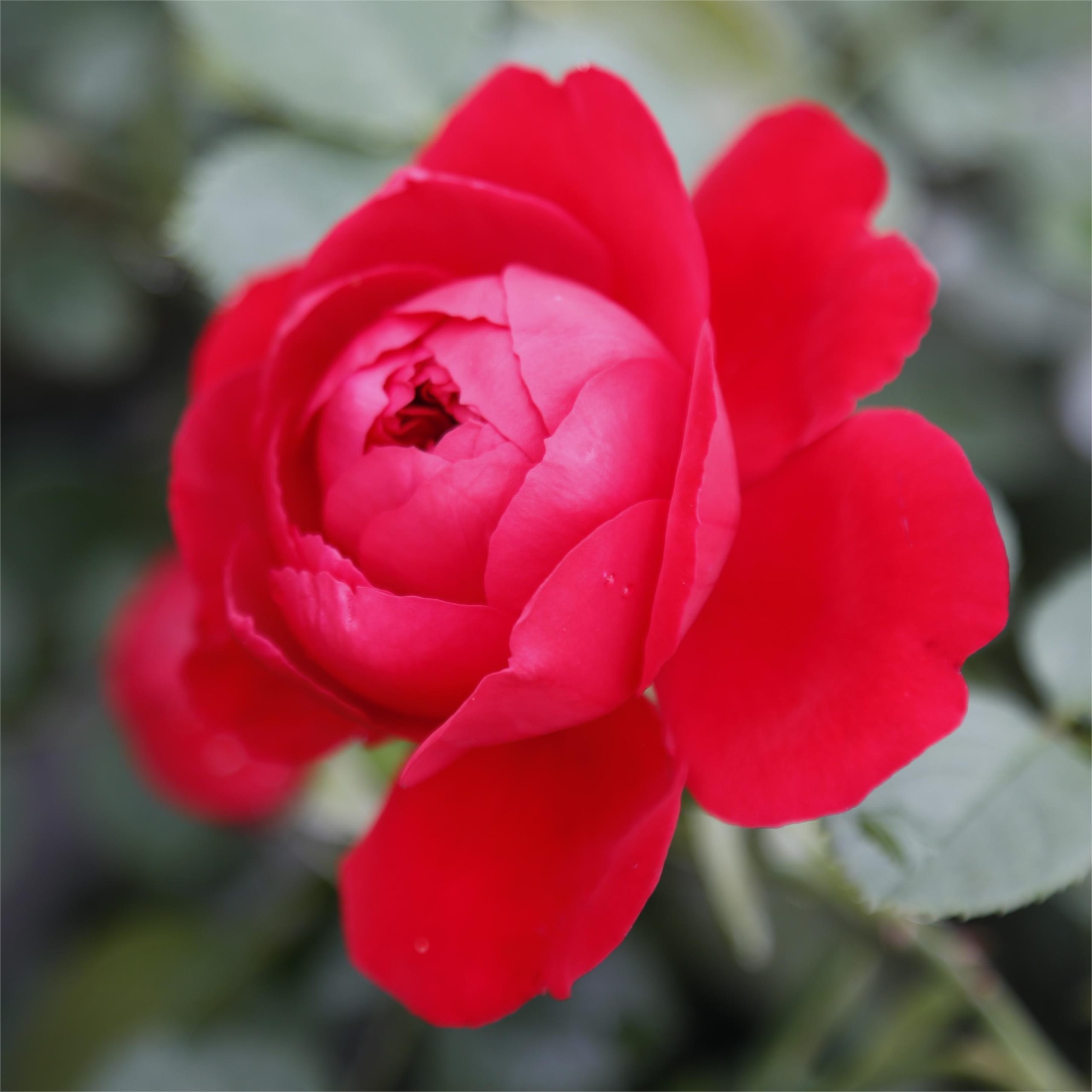 Rose Florentina - CHINESE EXPORTER