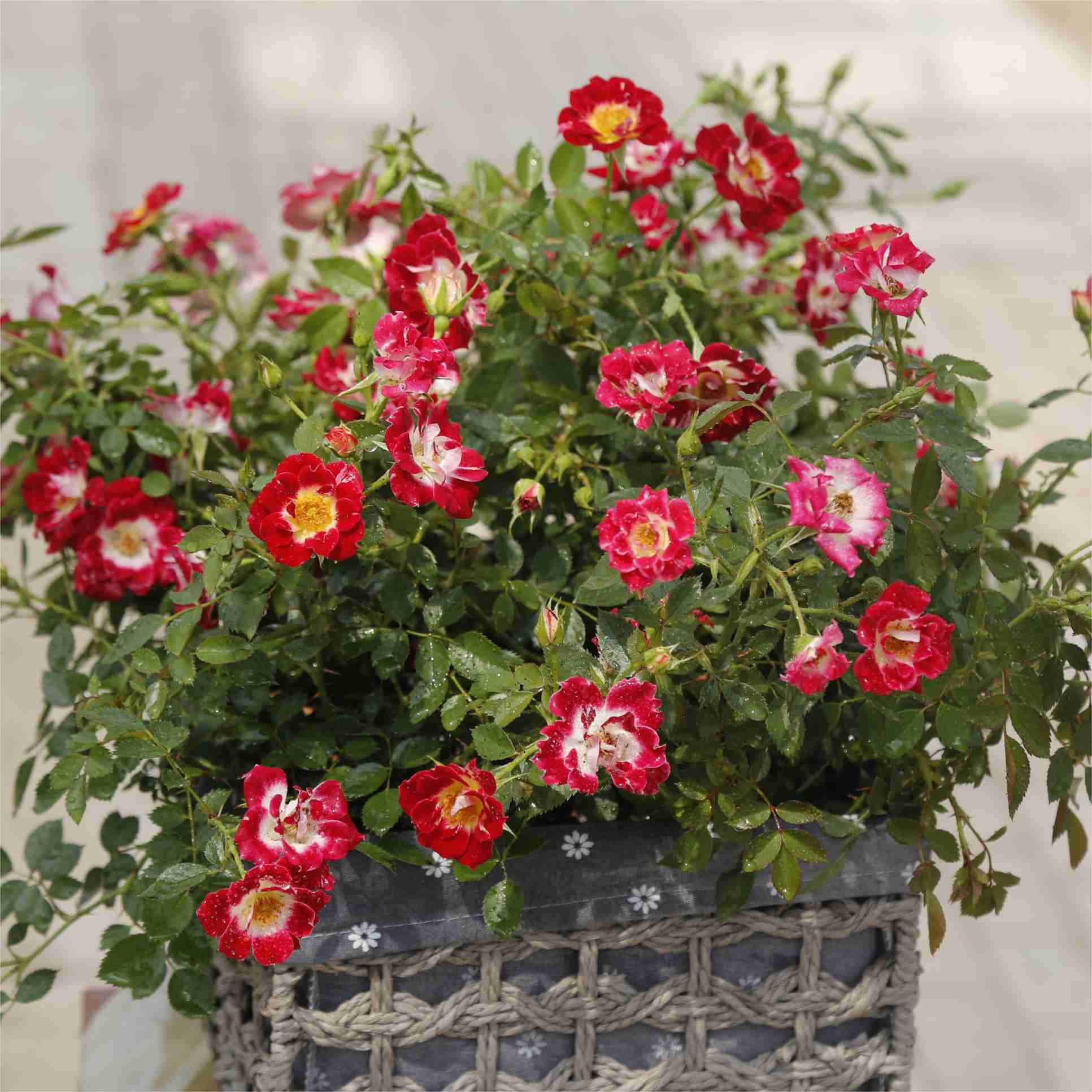 Rose LOKI - CHINESE EXPORTER