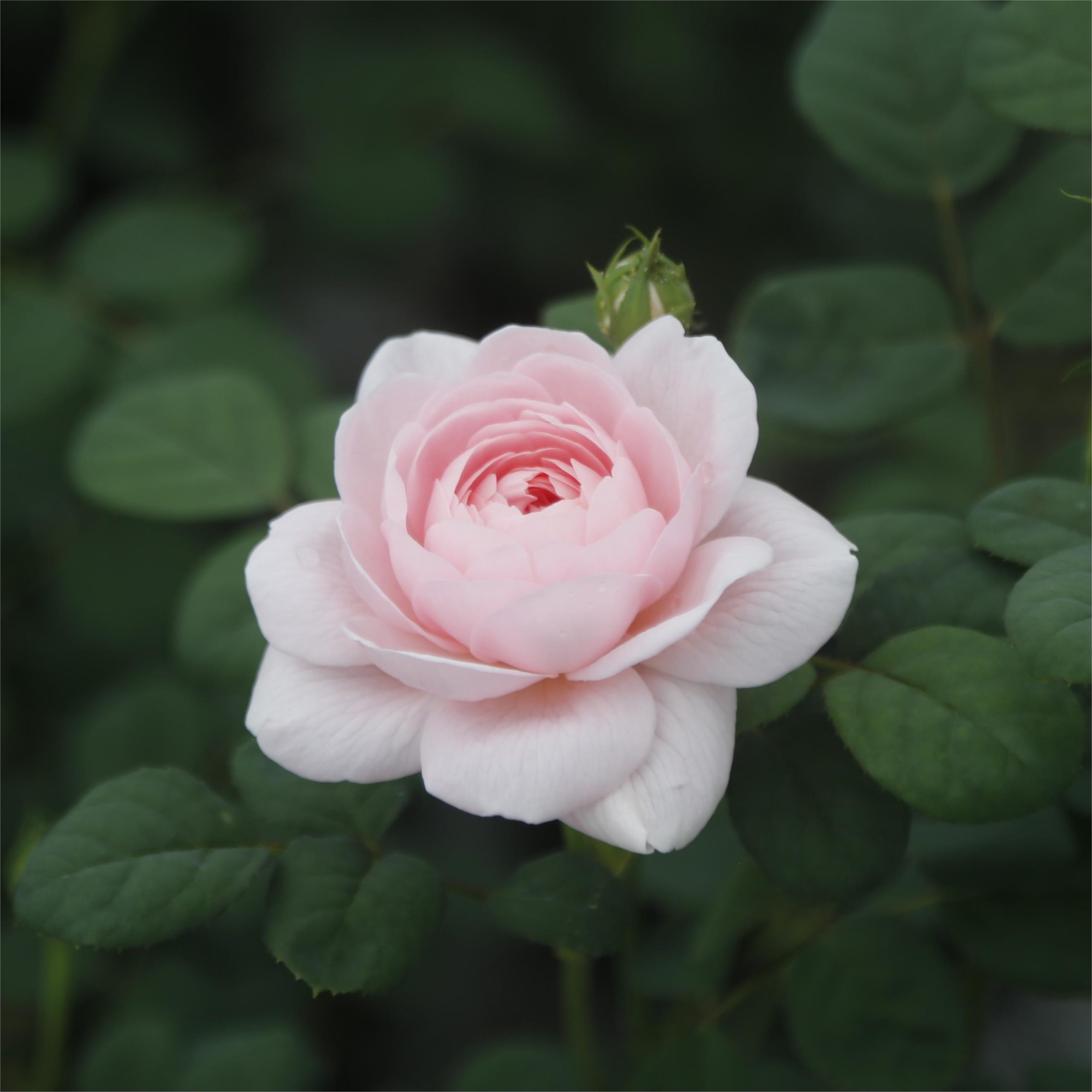 Rose Queen of Sweden - CHINESE EXPORTER