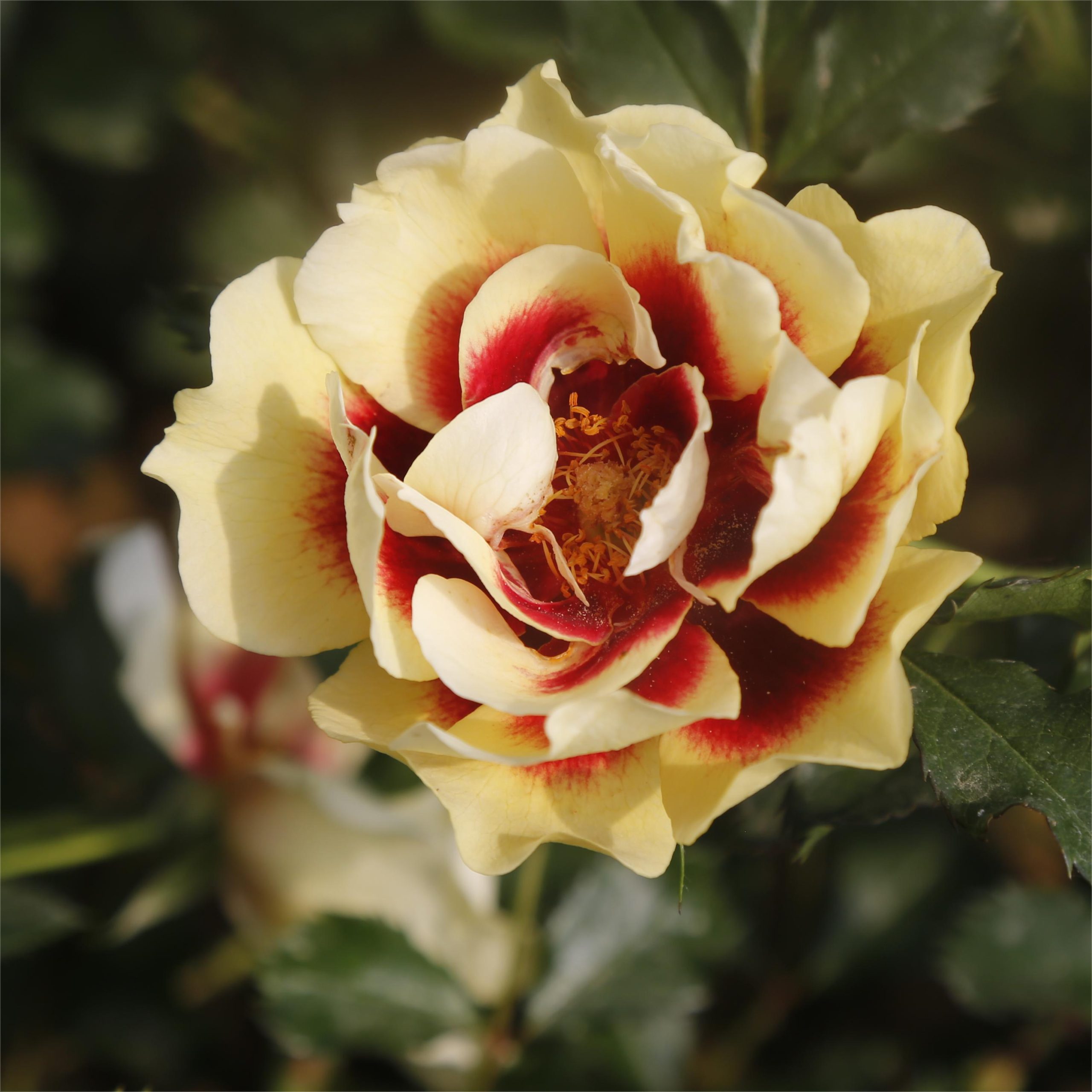 Rose Sunset Babylon Eyes - CHINESE EXPORTER