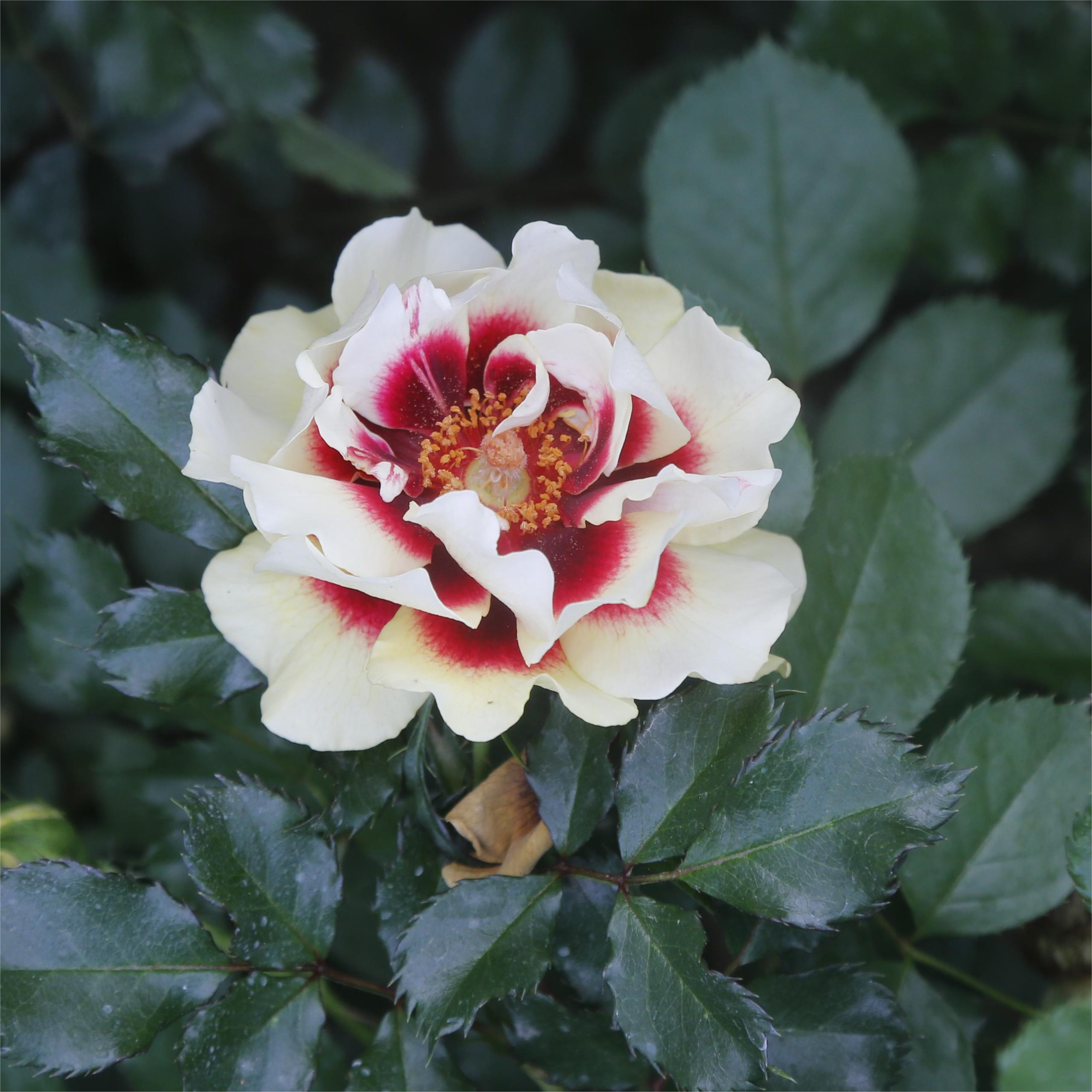 Rose Sunset Babylon Eyes - CHINESE EXPORTER