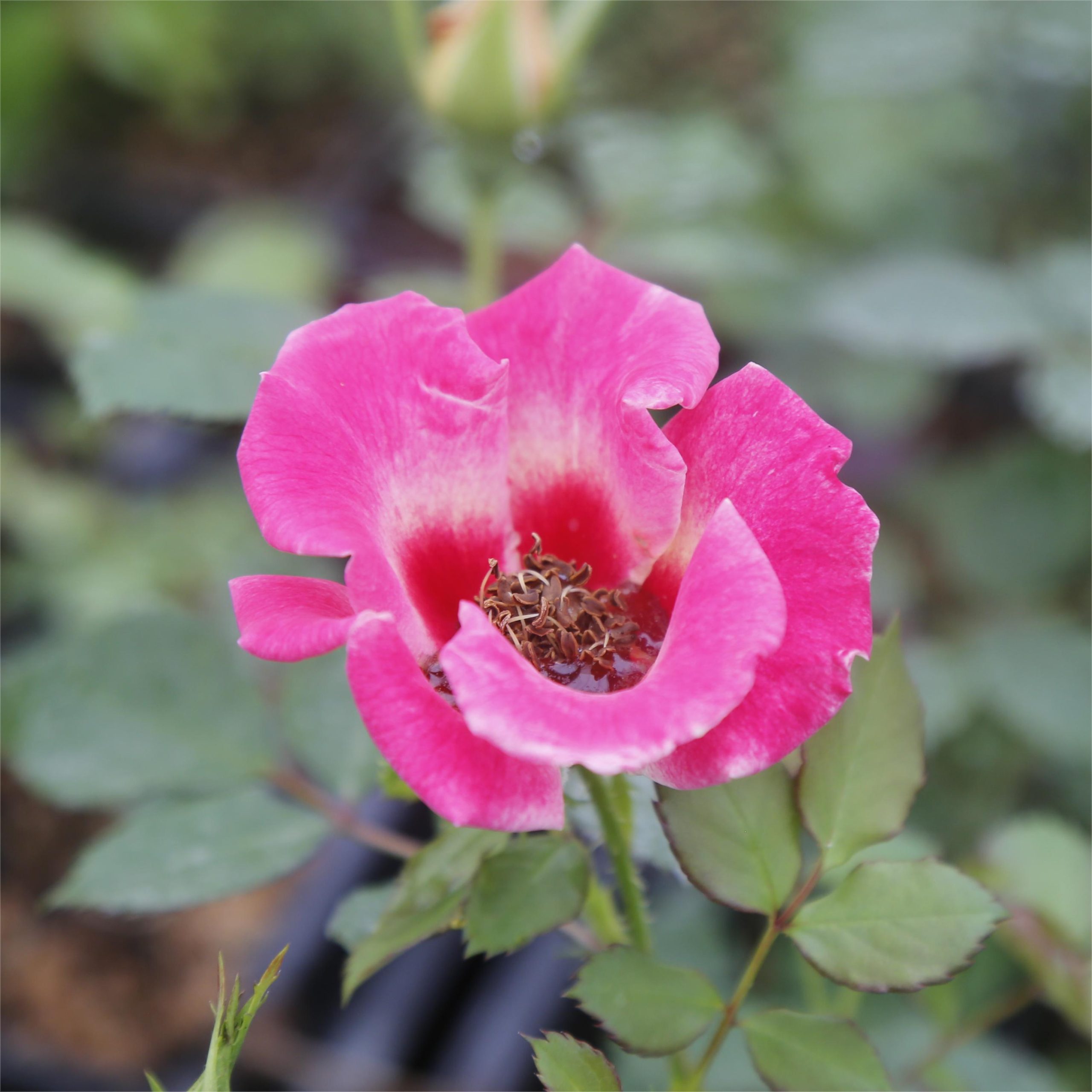 Rose Sunshine Babylon Eyes - CHINESE EXPORTER