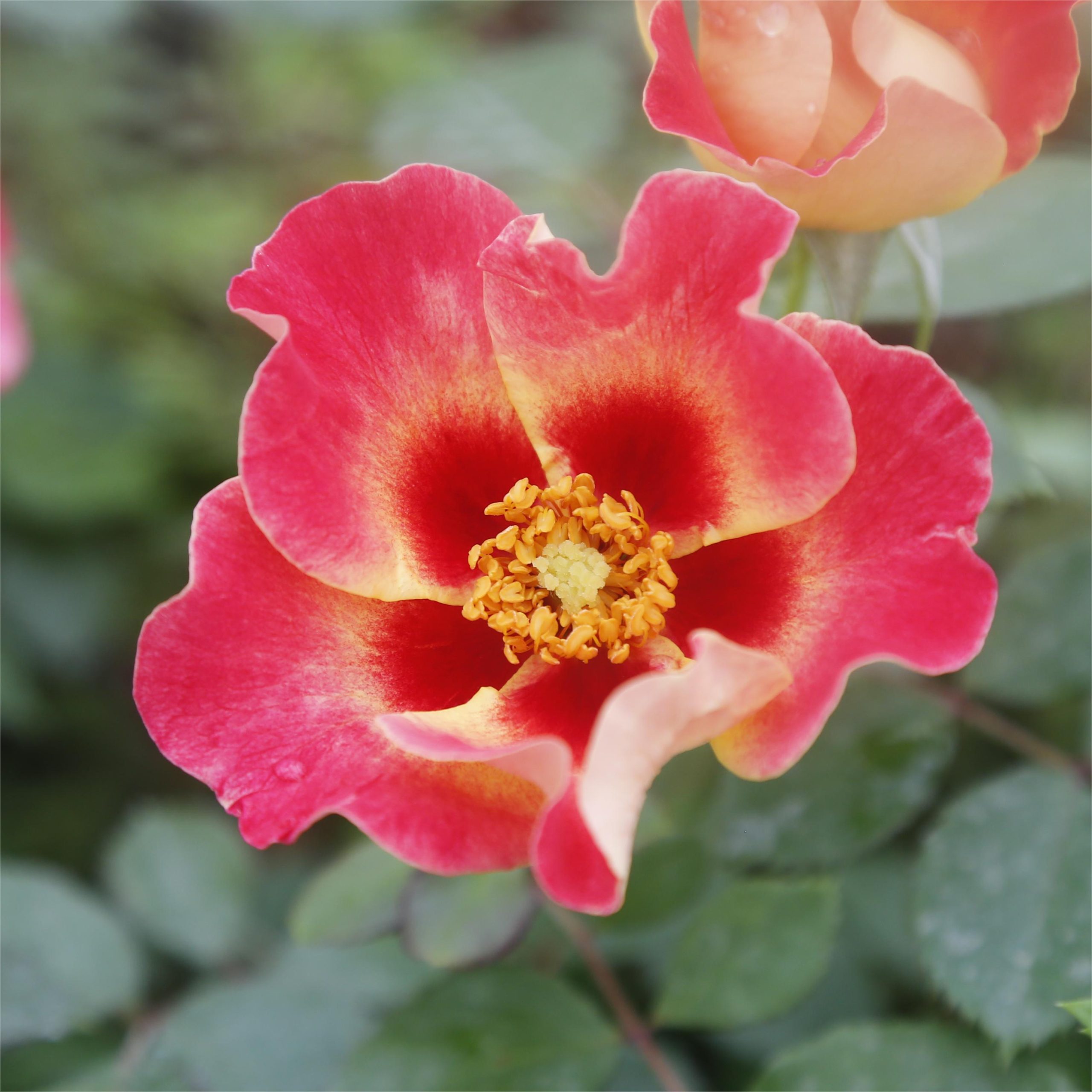 Rose Sunshine Babylon Eyes - CHINESE EXPORTER