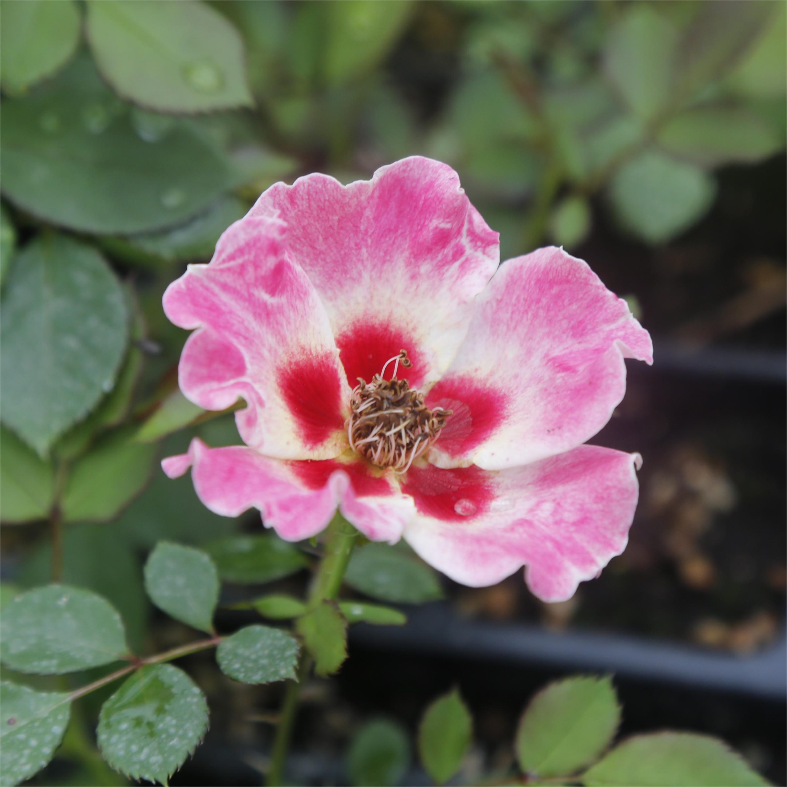 Rose Sunshine Babylon Eyes - CHINESE EXPORTER