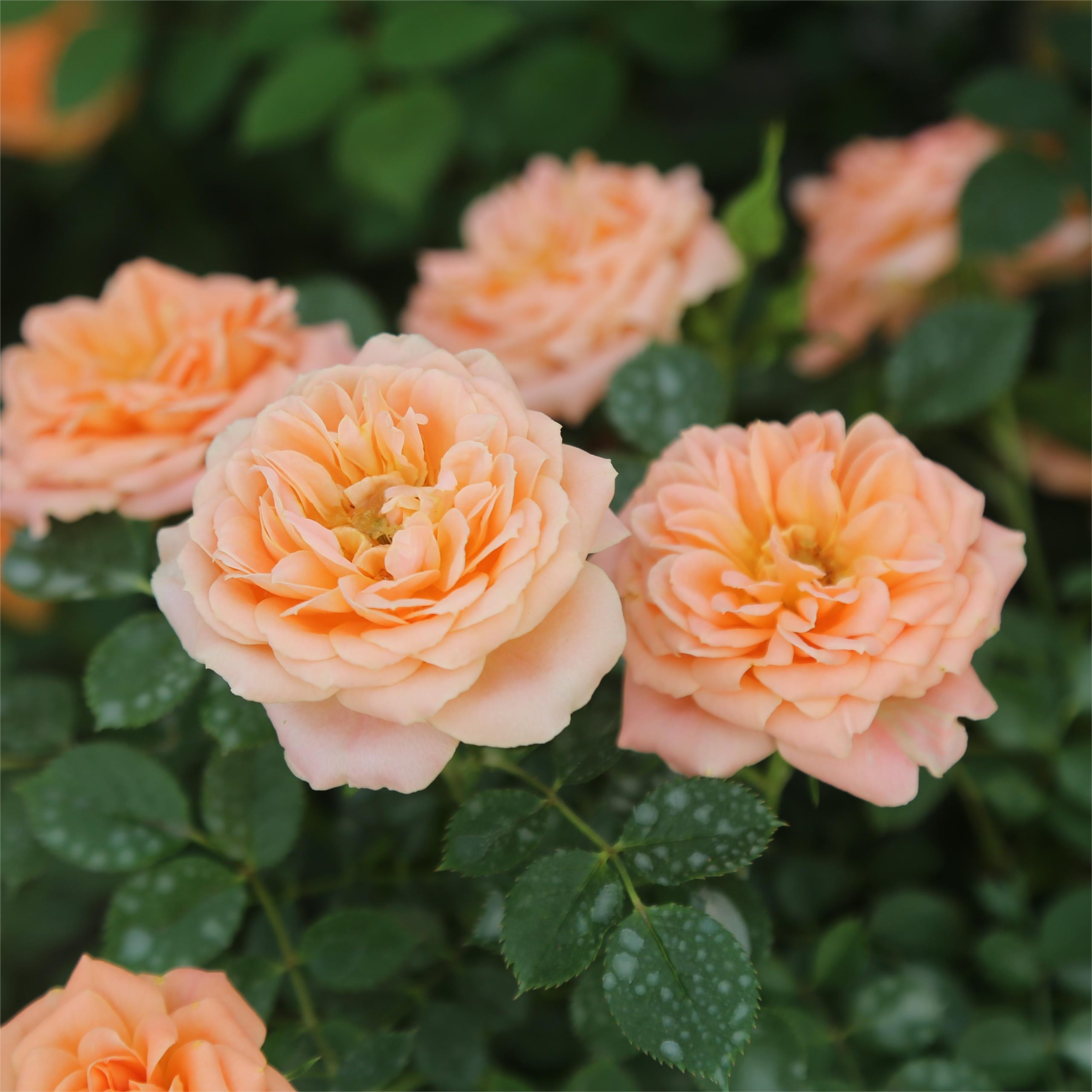 Rose Sweet Dream - CHINESE EXPORTER