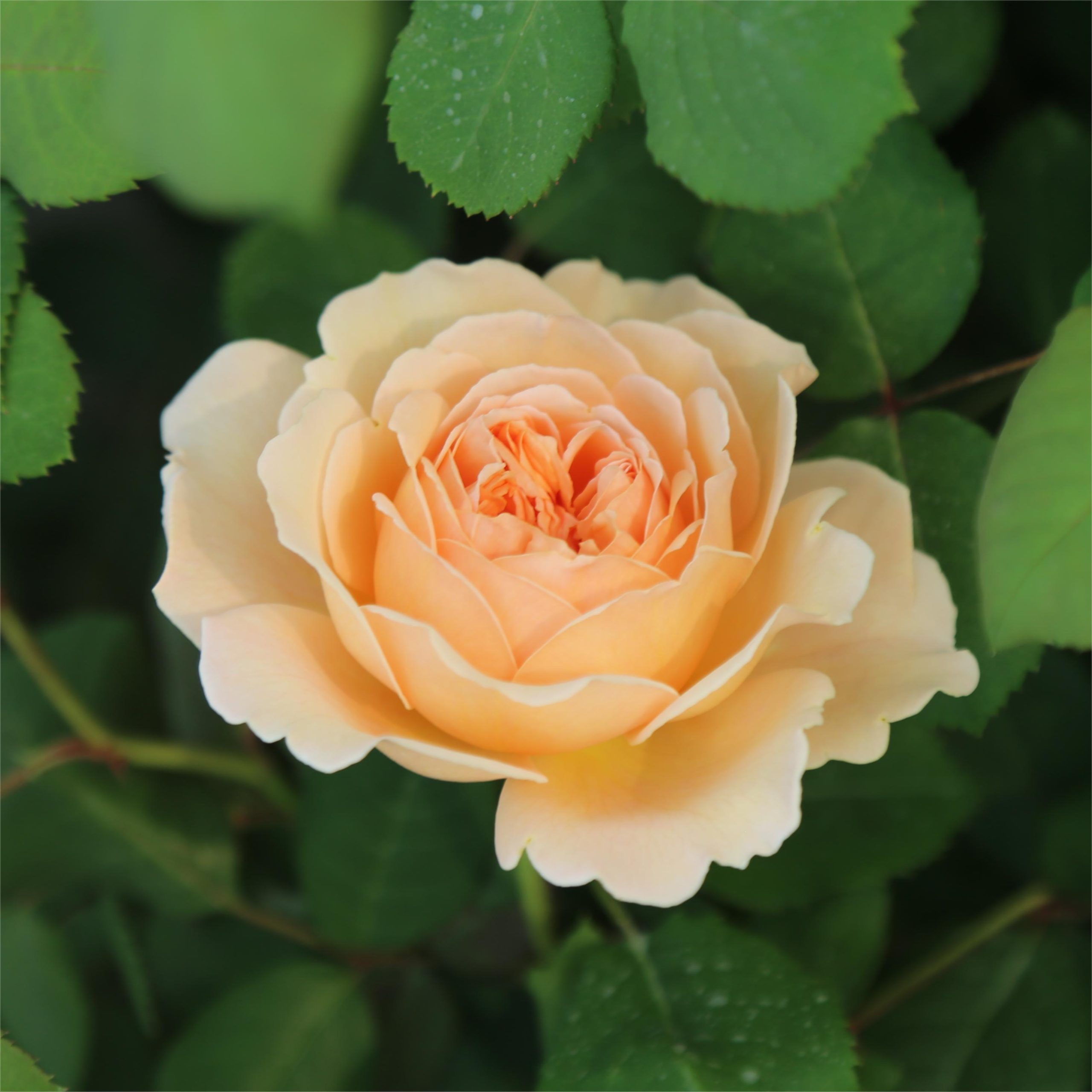 Rose Sweet Dream - CHINESE EXPORTER