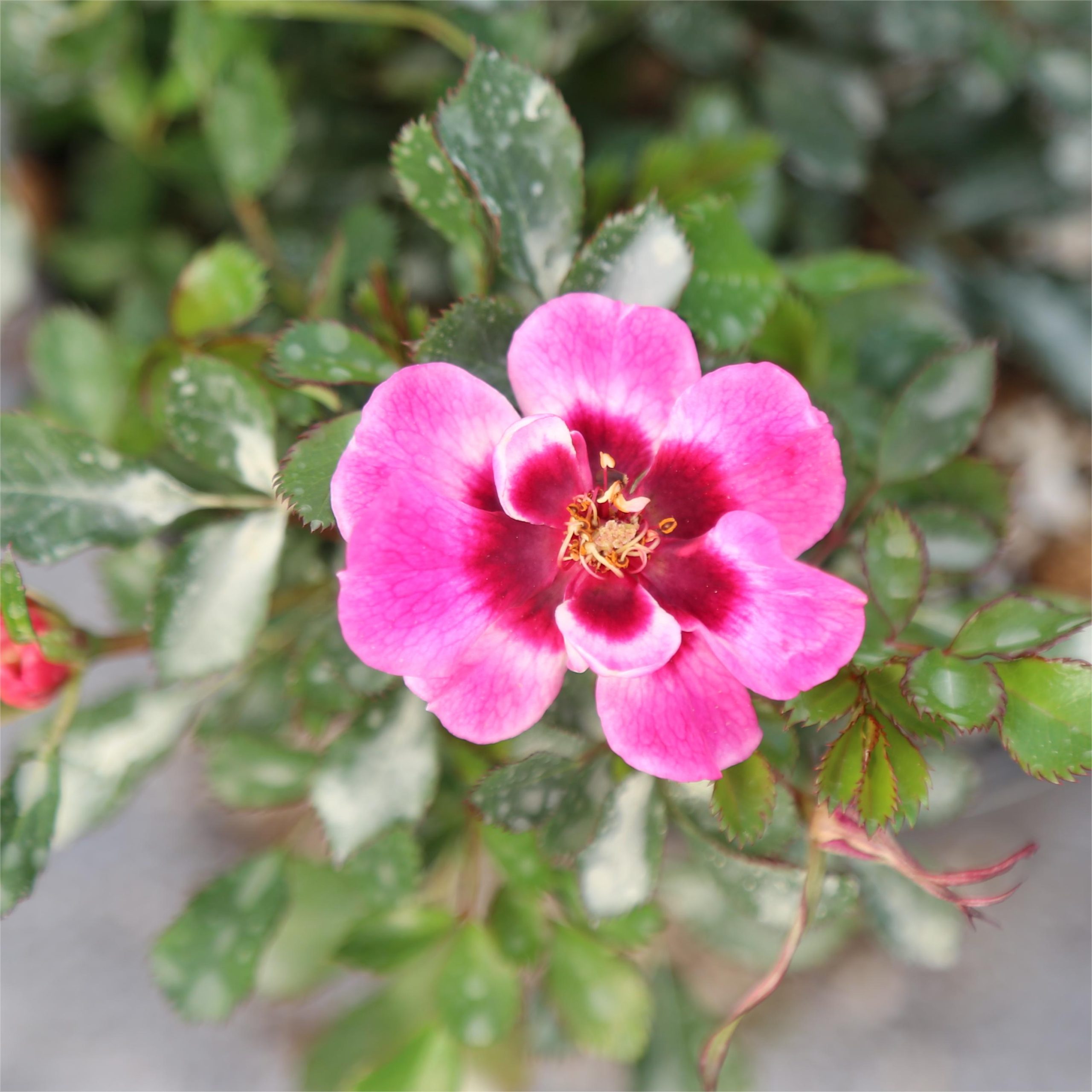 Rose Trendy Babylon Eyes - CHINESE EXPORTER