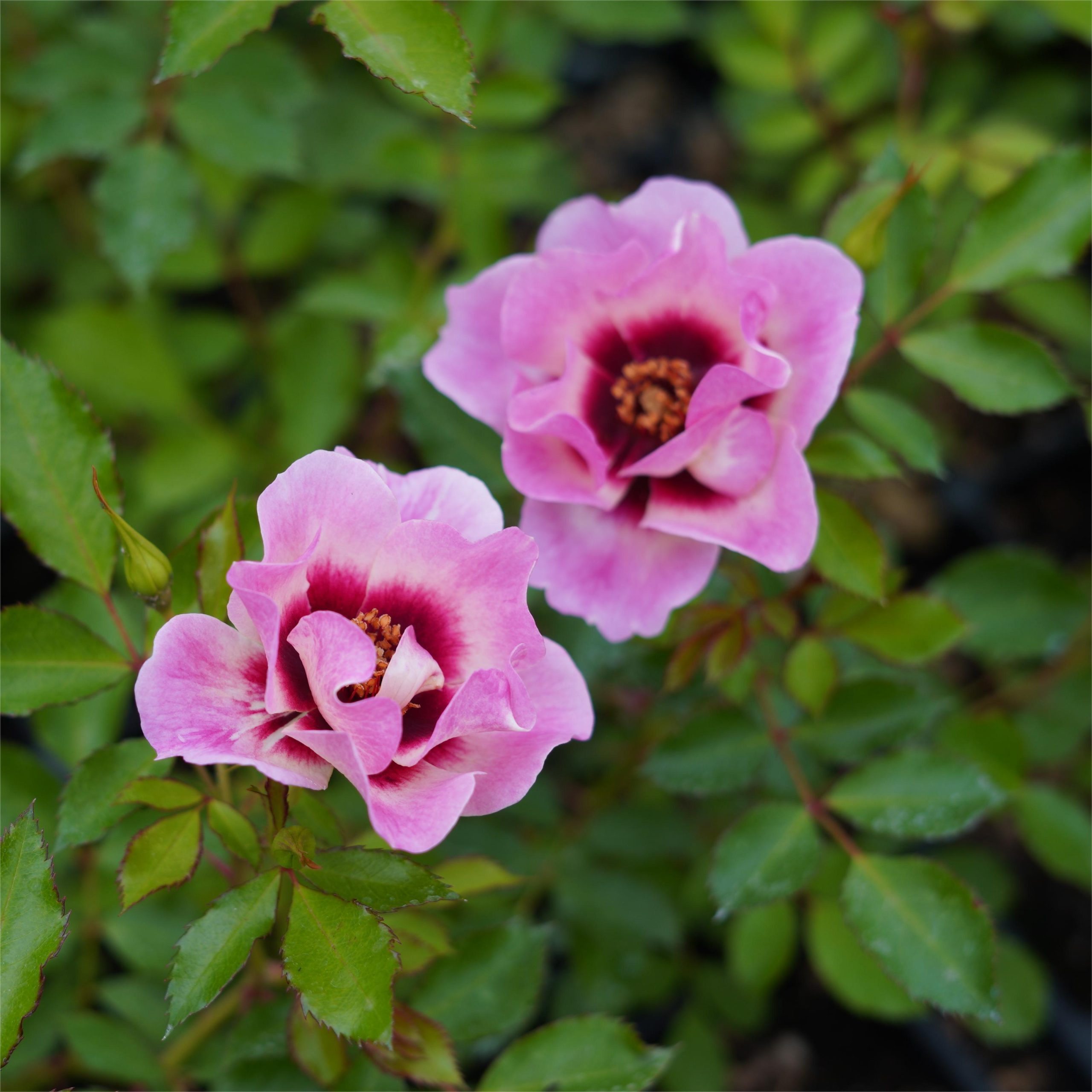 Rose Trendy Babylon Eyes - CHINESE EXPORTER