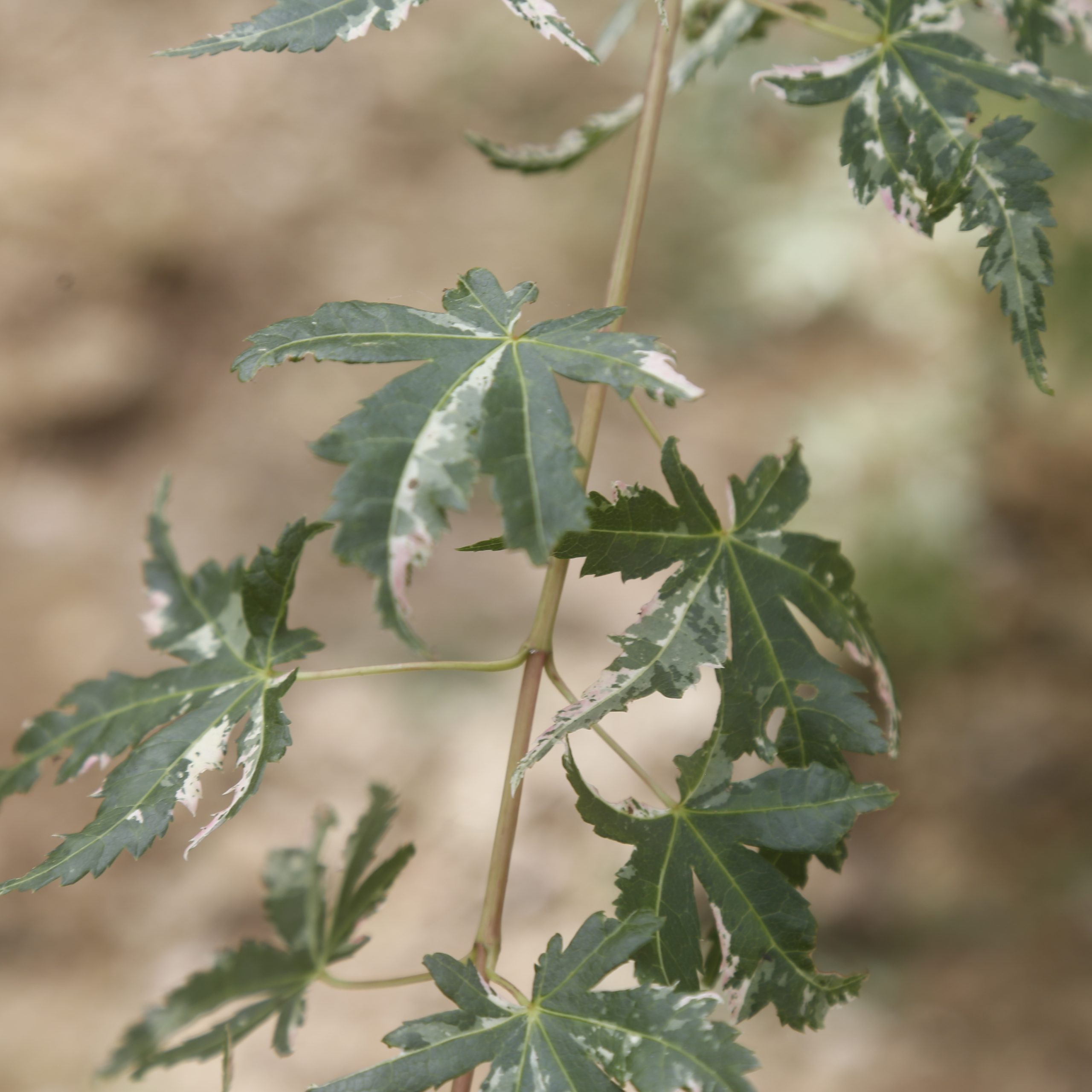 Acer Palmatum Japanese Maple Tree For Sale - JF Tree