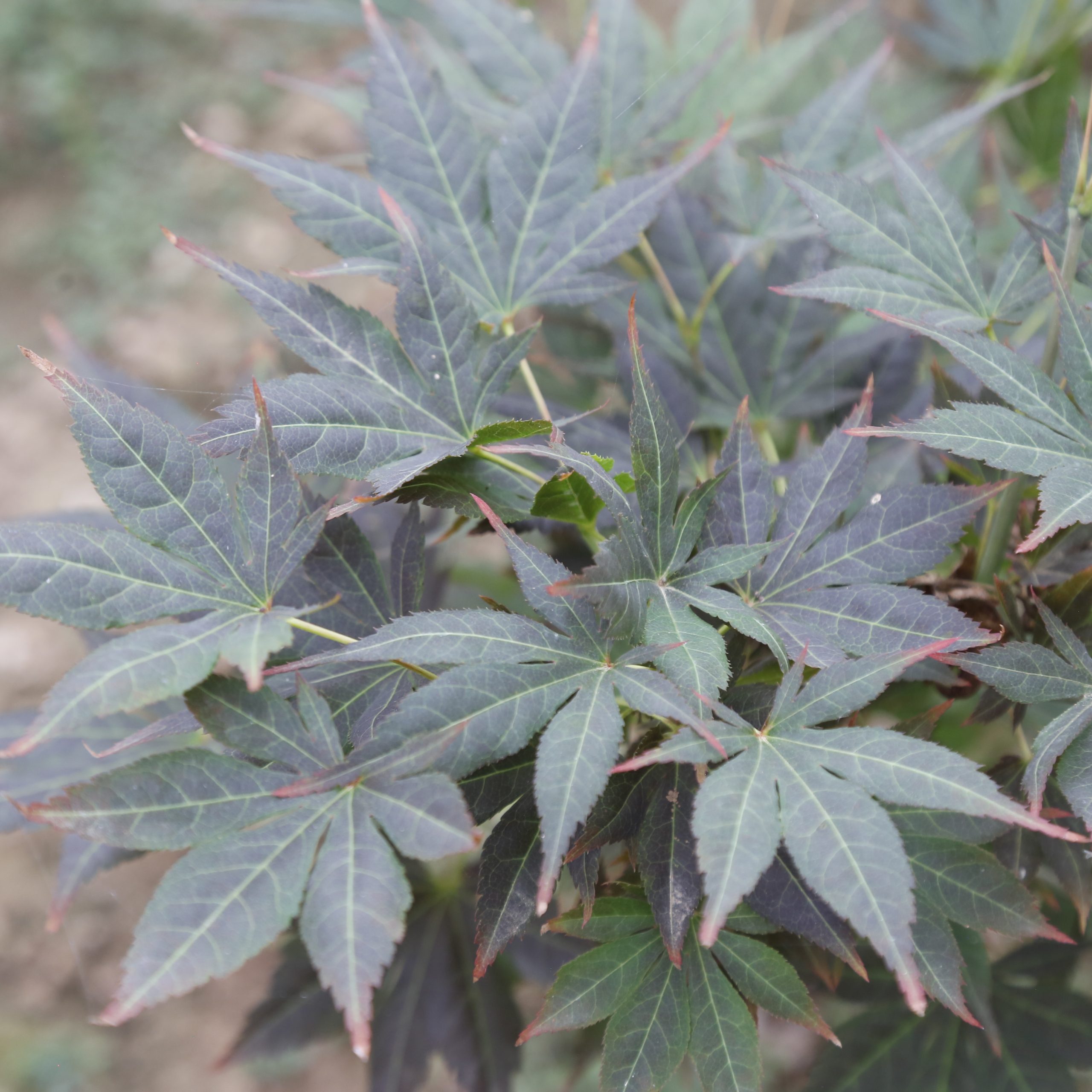 Acer palmatum Yugure - CHINESE EXPORTER