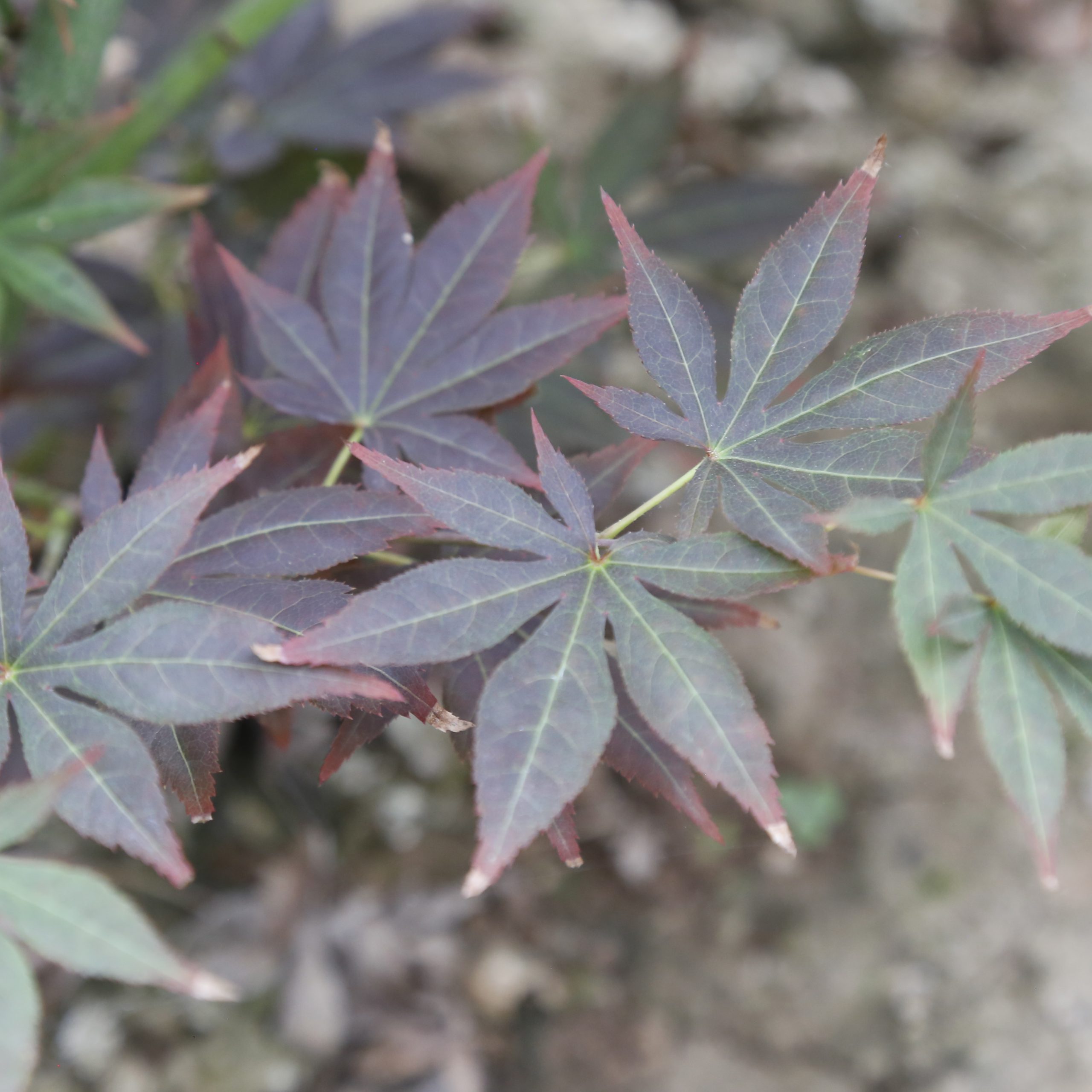 Acer palmatum Yugure - CHINESE EXPORTER
