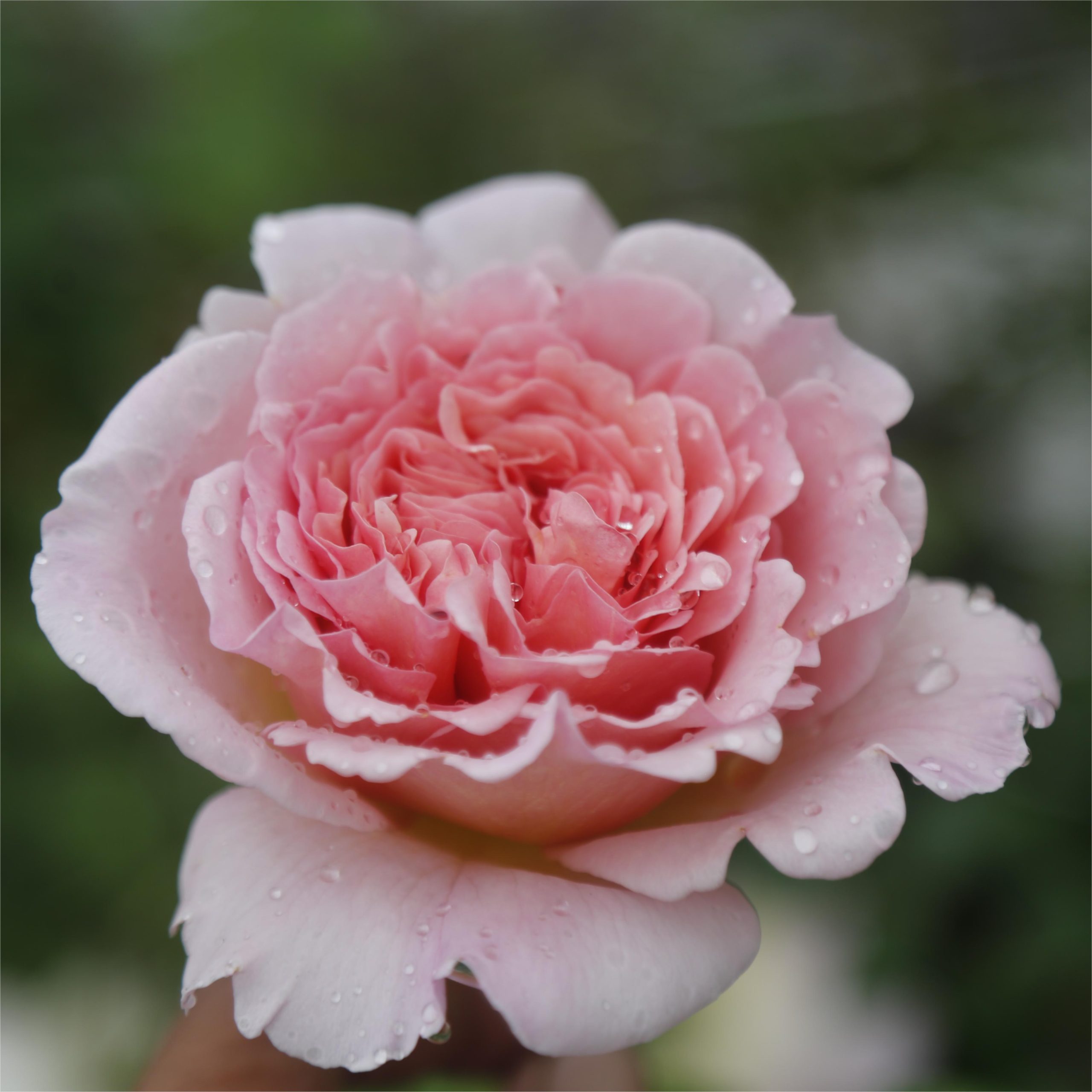 Wholesale Roses In Bulk - Roses For Sale Online - JF Tree