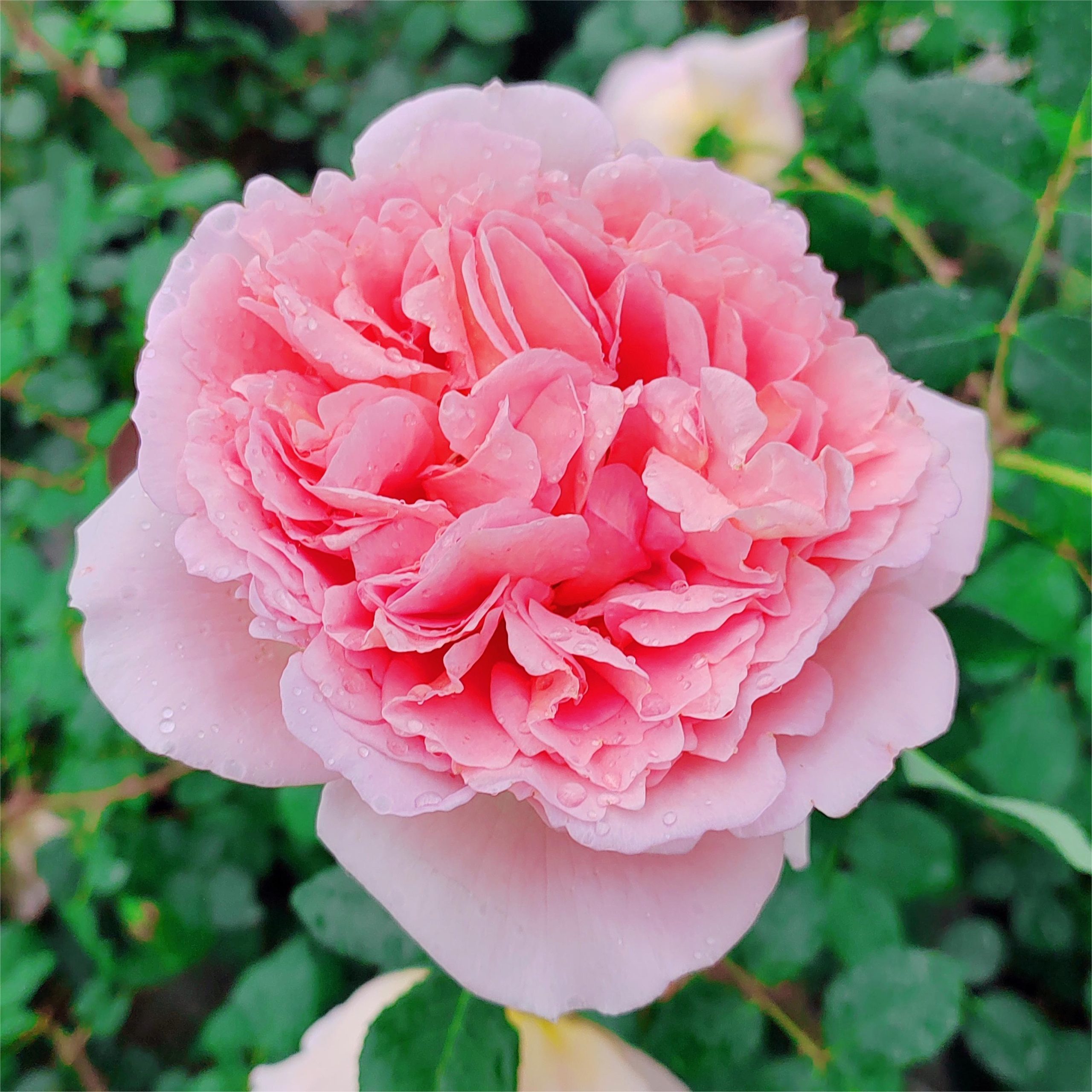 Rose Abraham Darby - CHINESE EXPORTER