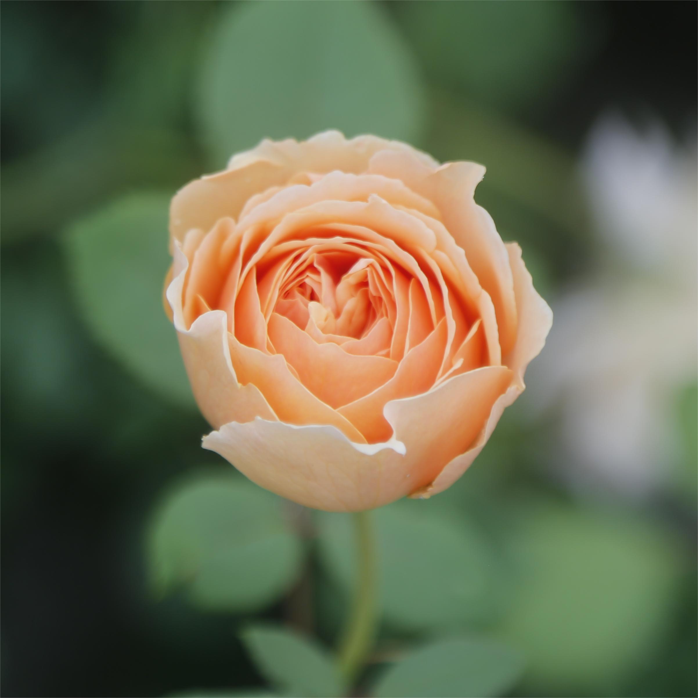 Rose Crown Princess Margareta - CHINESE EXPORTER