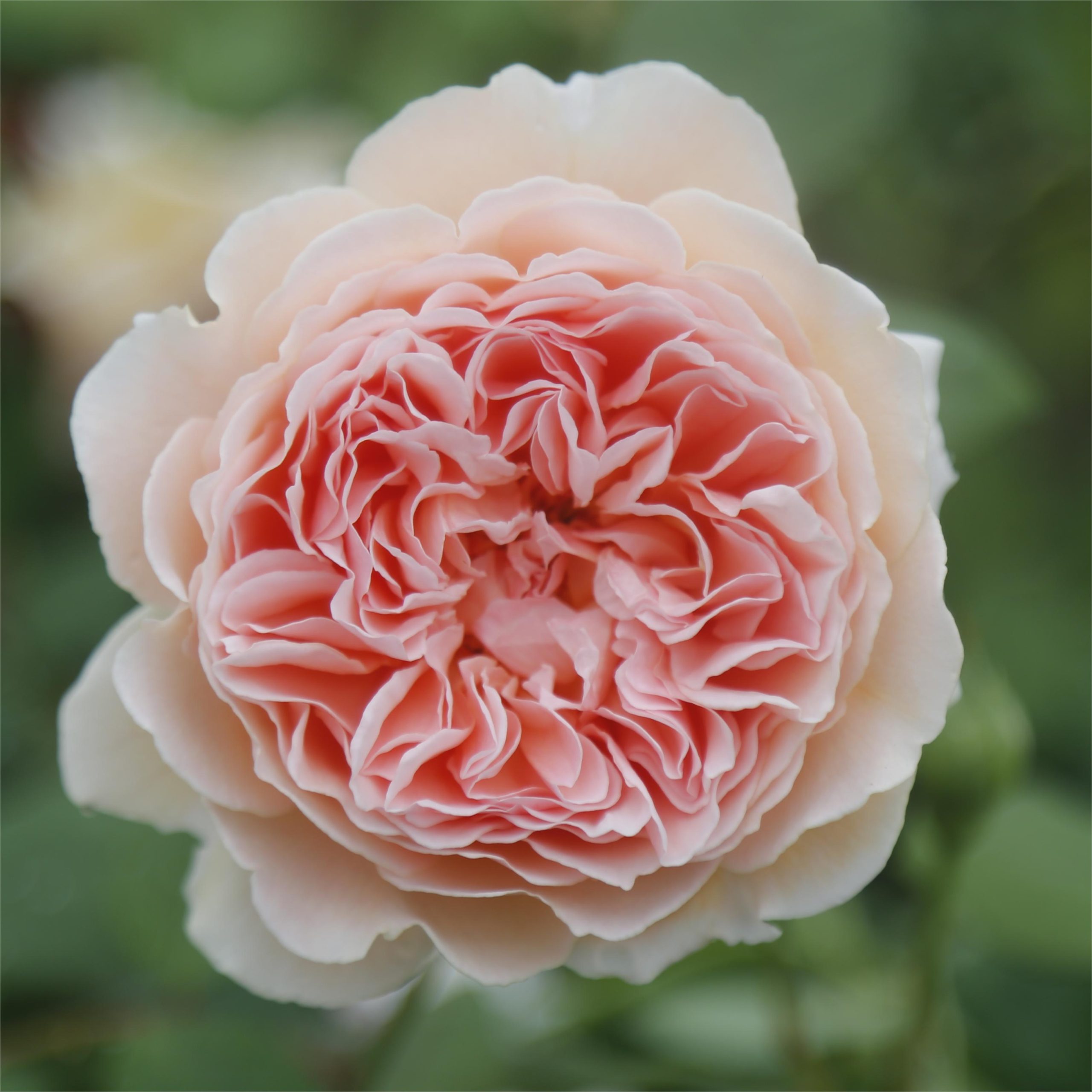 Rose Crown Princess Margareta - CHINESE EXPORTER