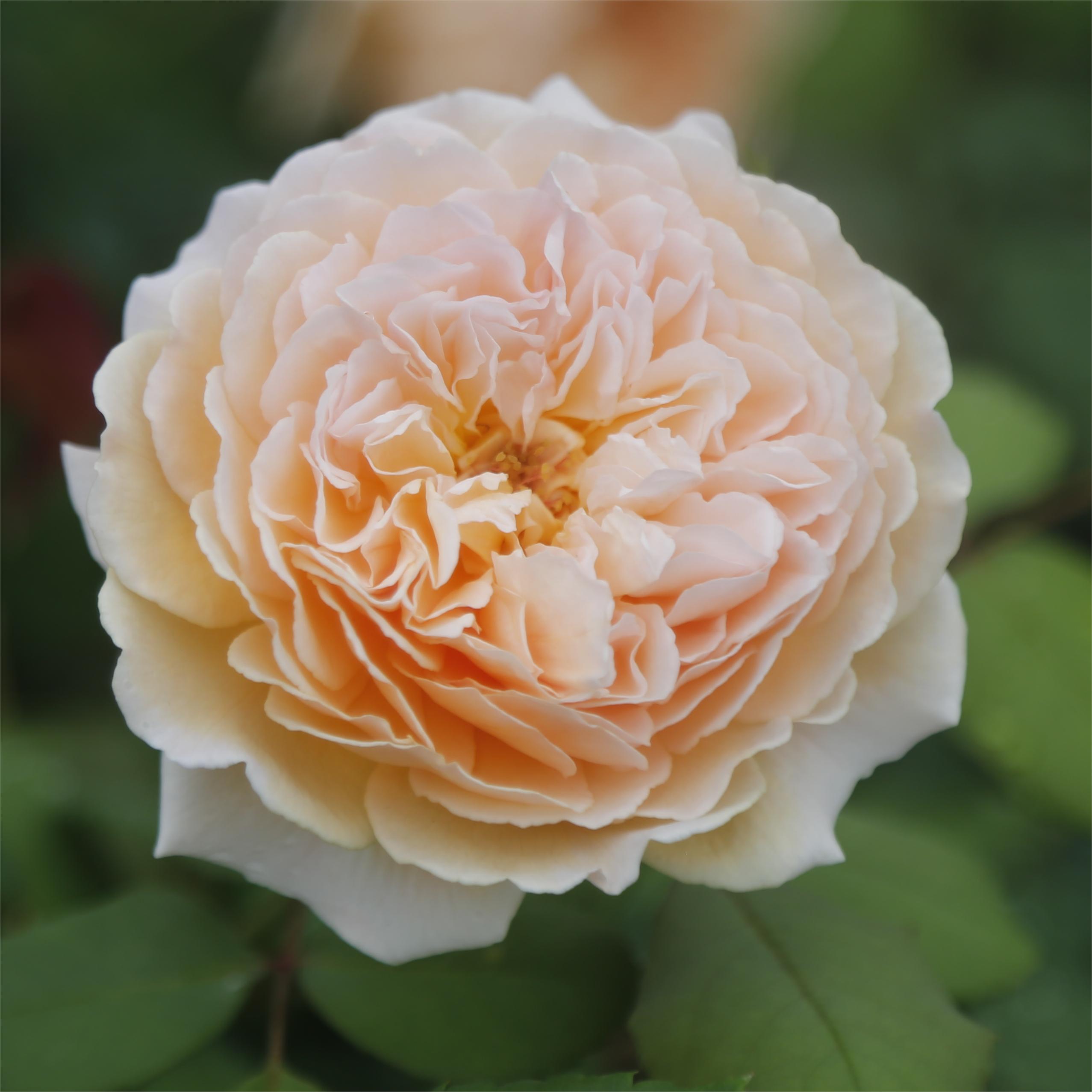 Rose Crown Princess Margareta - CHINESE EXPORTER